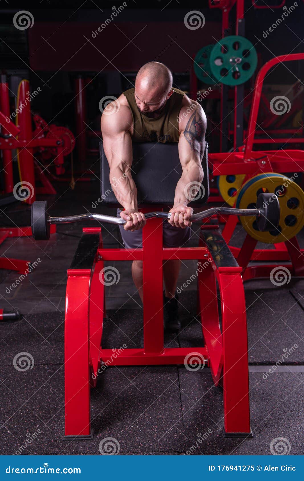 Powerful Muscular Man Doing Biceps Exercise with Barbell on the Bench ...