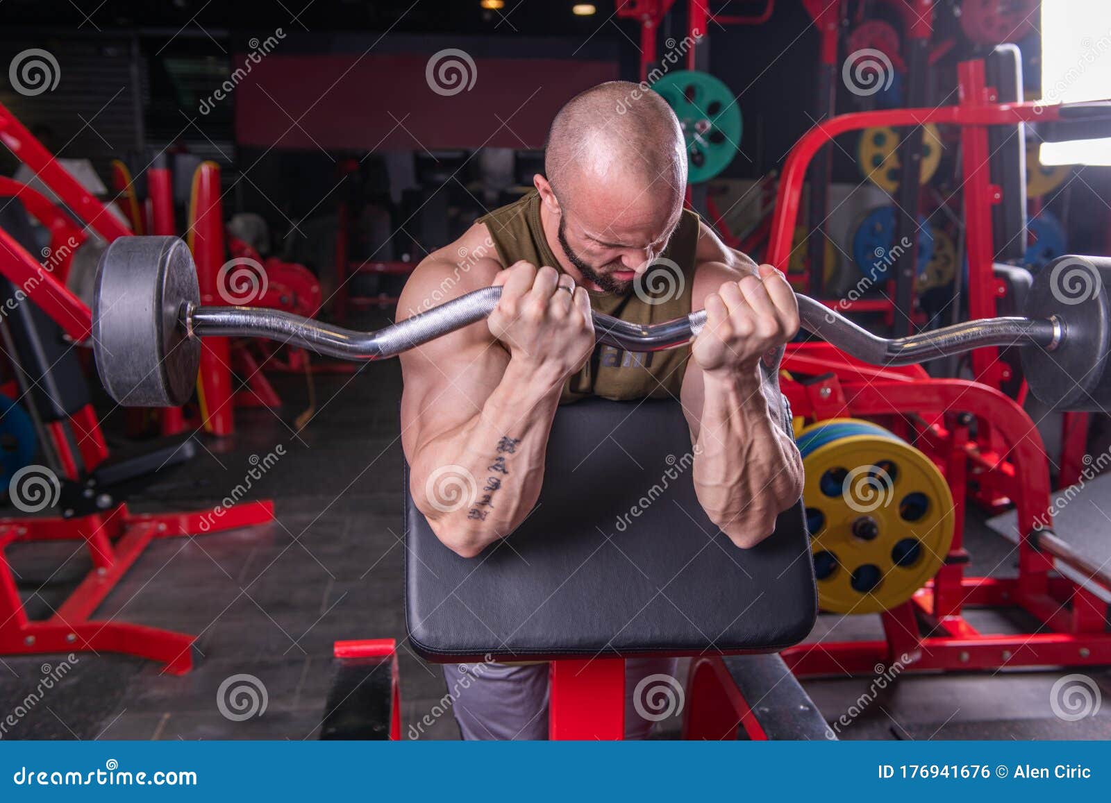 Powerful Muscular Man Doing Biceps Exercise with Barbell on the Bench ...