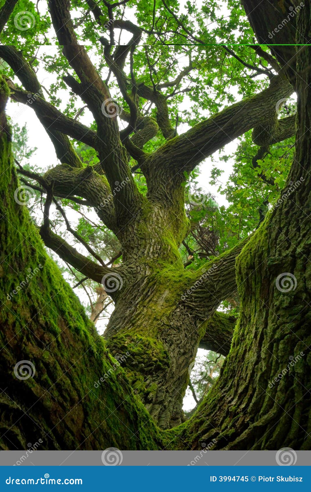 Powerful oak. stock image. Image of branches, leafs, symbol - 3994745