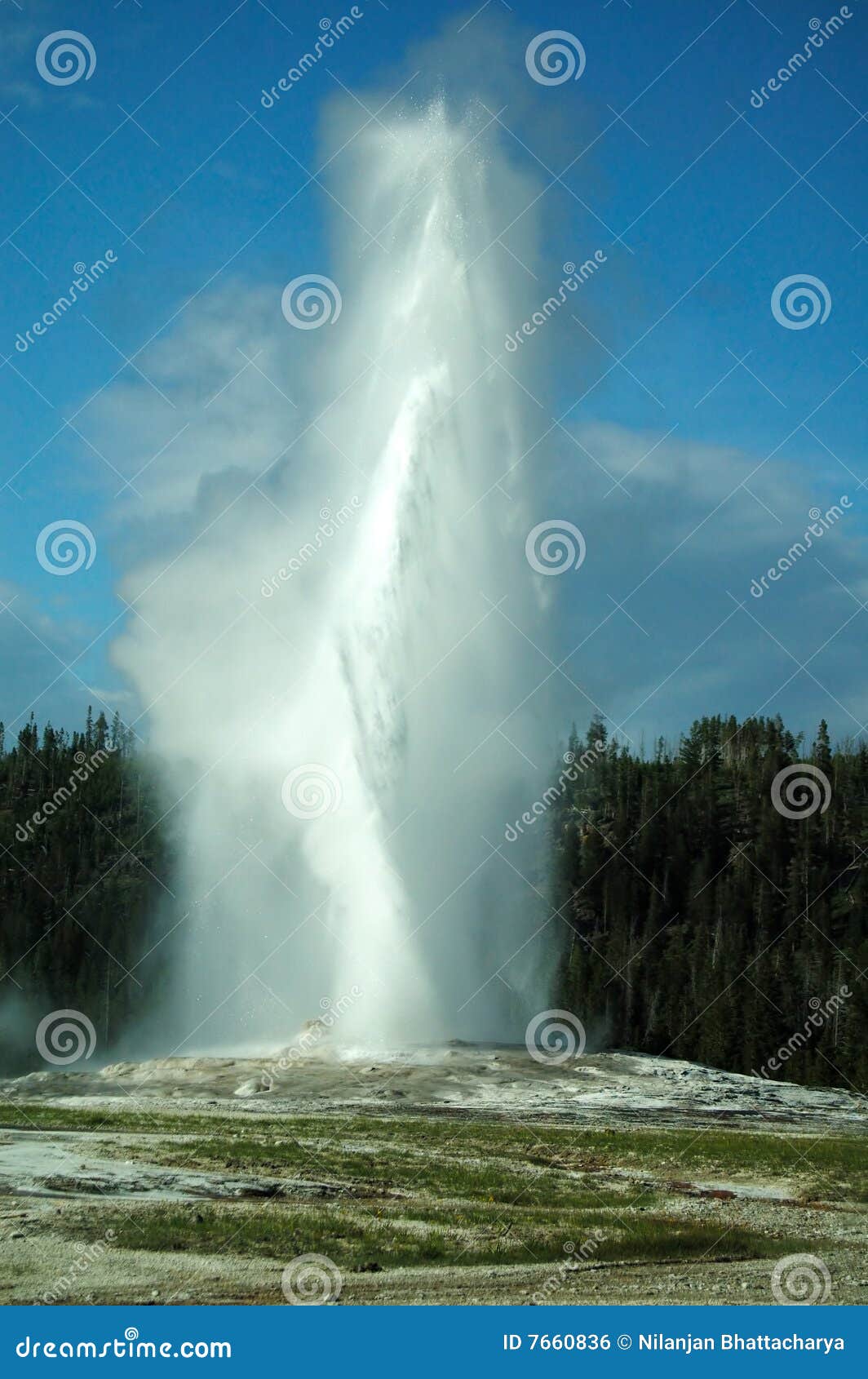 Powerful Old Faithful Geyser Stock Photo - Image of steam, attraction ...