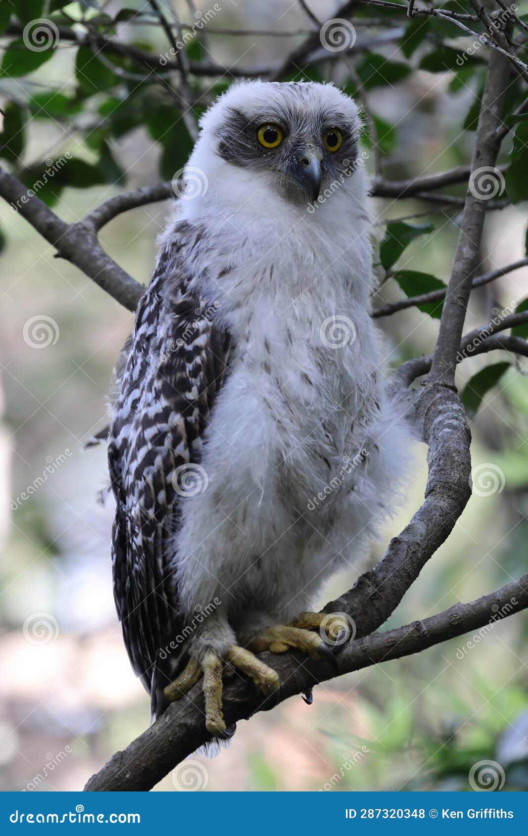 Powerful Owl fledgling stock photo. Image of chick, tree - 287320348