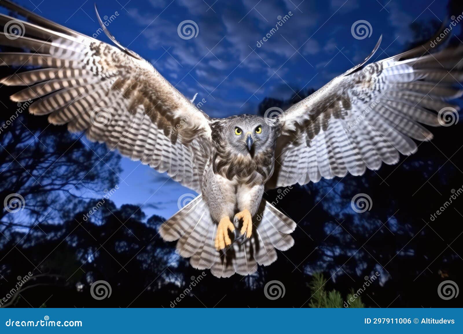 Powerful Owl in Flight Against Starlit Night Sky Stock Photo - Image of ...