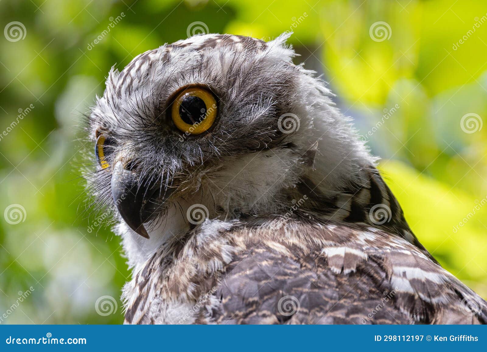 Powerful owl stock image. Image of raptor, nocturnal - 298112197