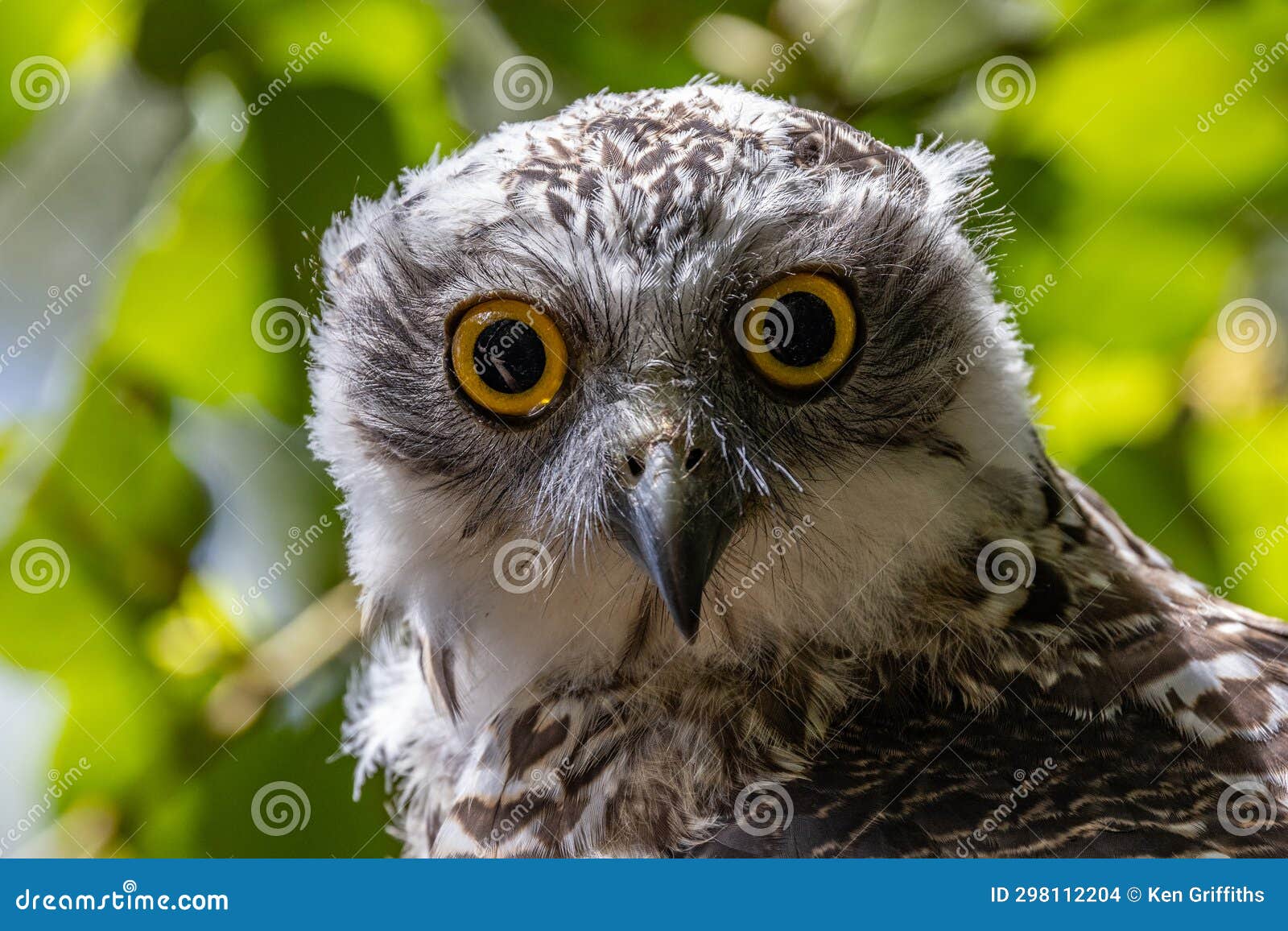 Powerful owl stock photo. Image of ninox, wild, wildlife - 298112204