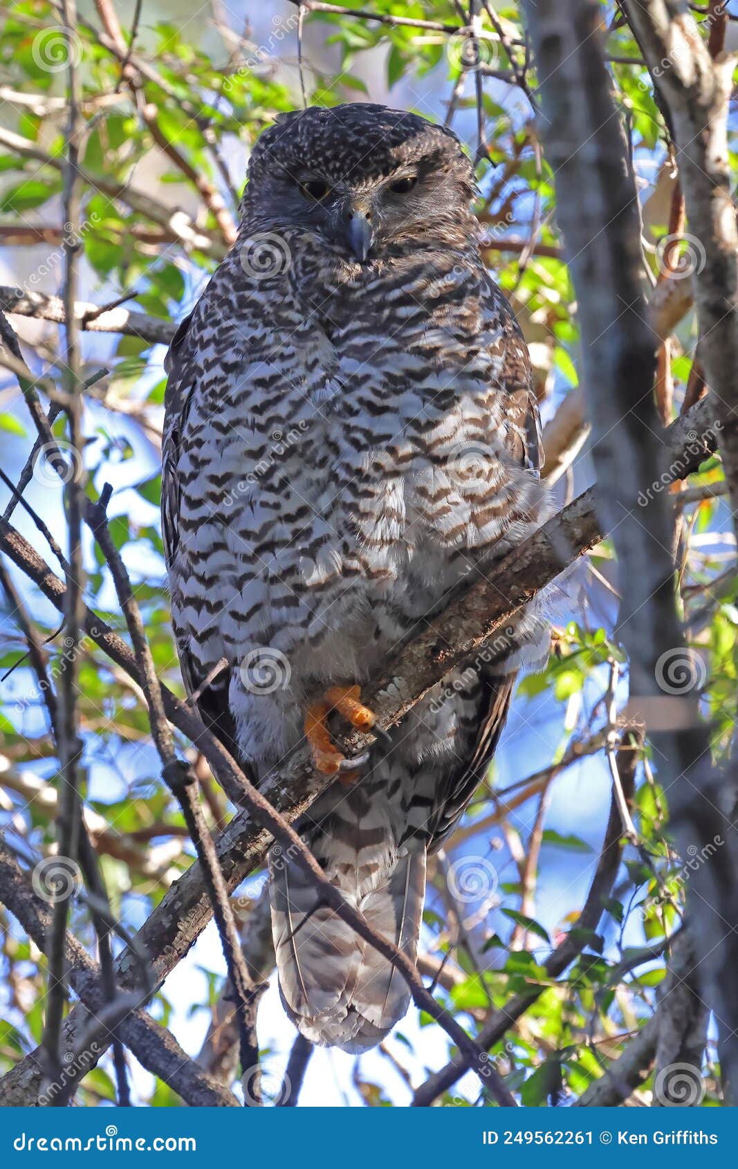 Powerful Owl stock image. Image of bird, wildlife, powerful - 249562261