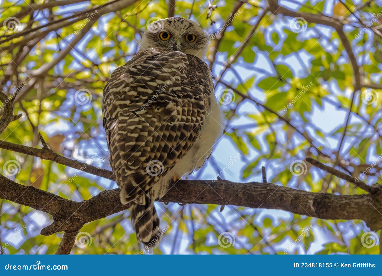 Powerful Owl roosting stock image. Image of nocturnal - 234818155