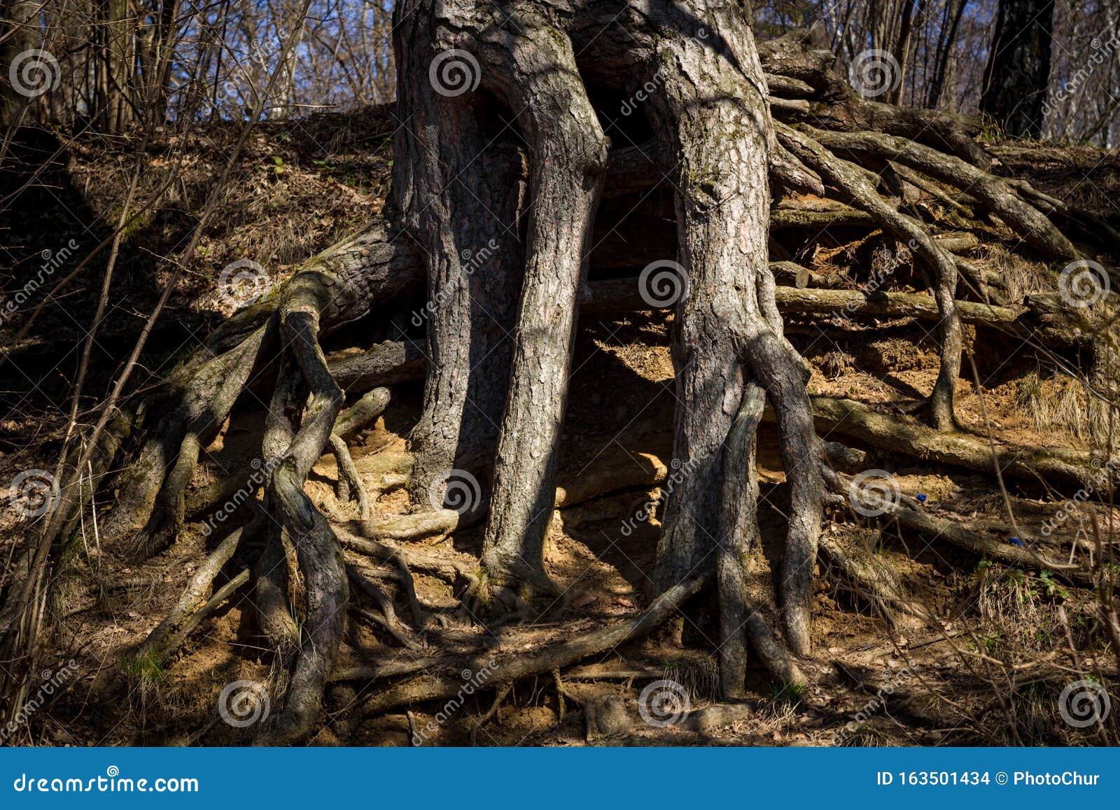 Powerful Pine Roots Growing on the Surface Stock Photo - Image of ...