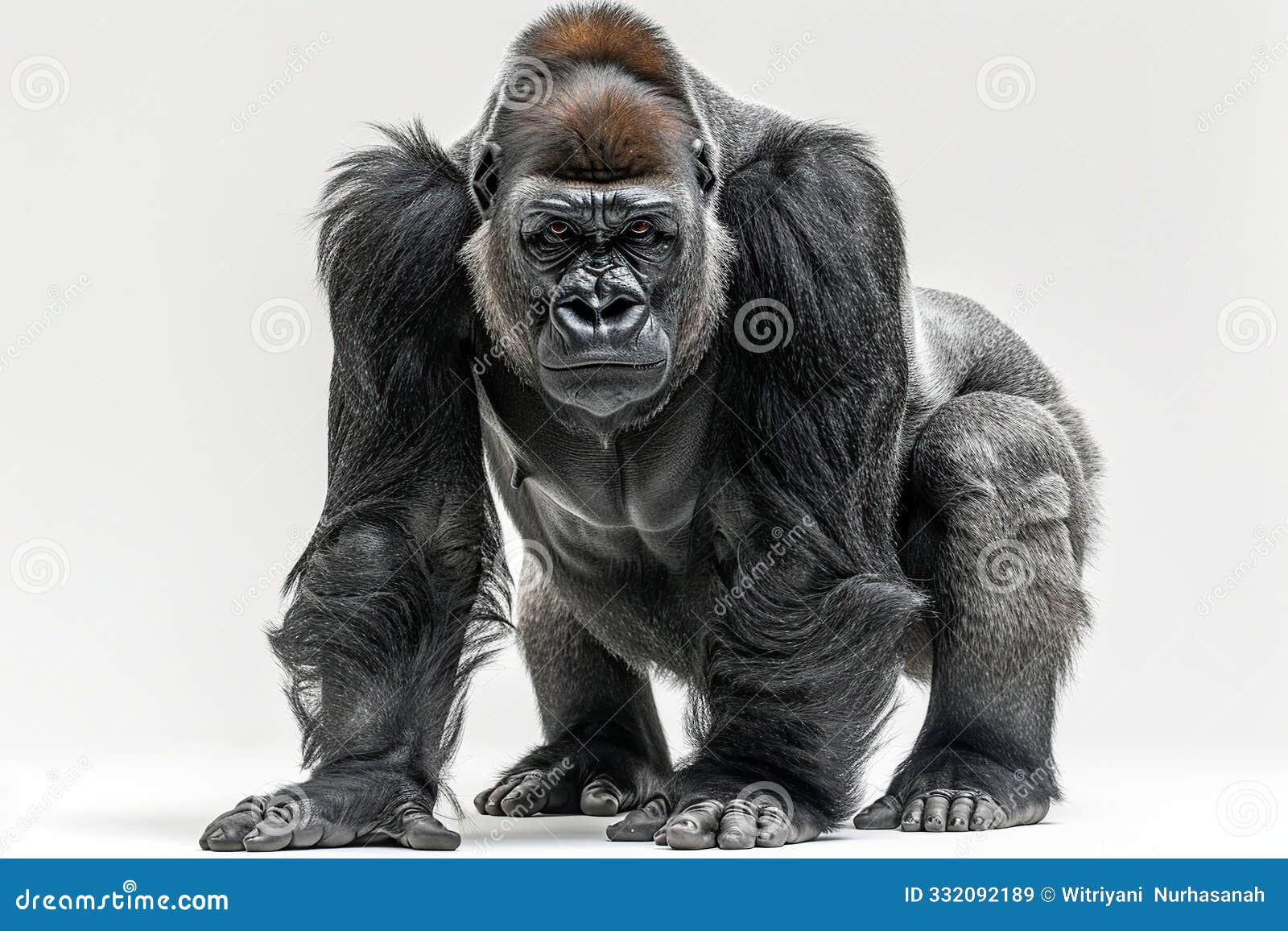 Powerful Gorilla Portrait stock illustration. Illustration of studio ...