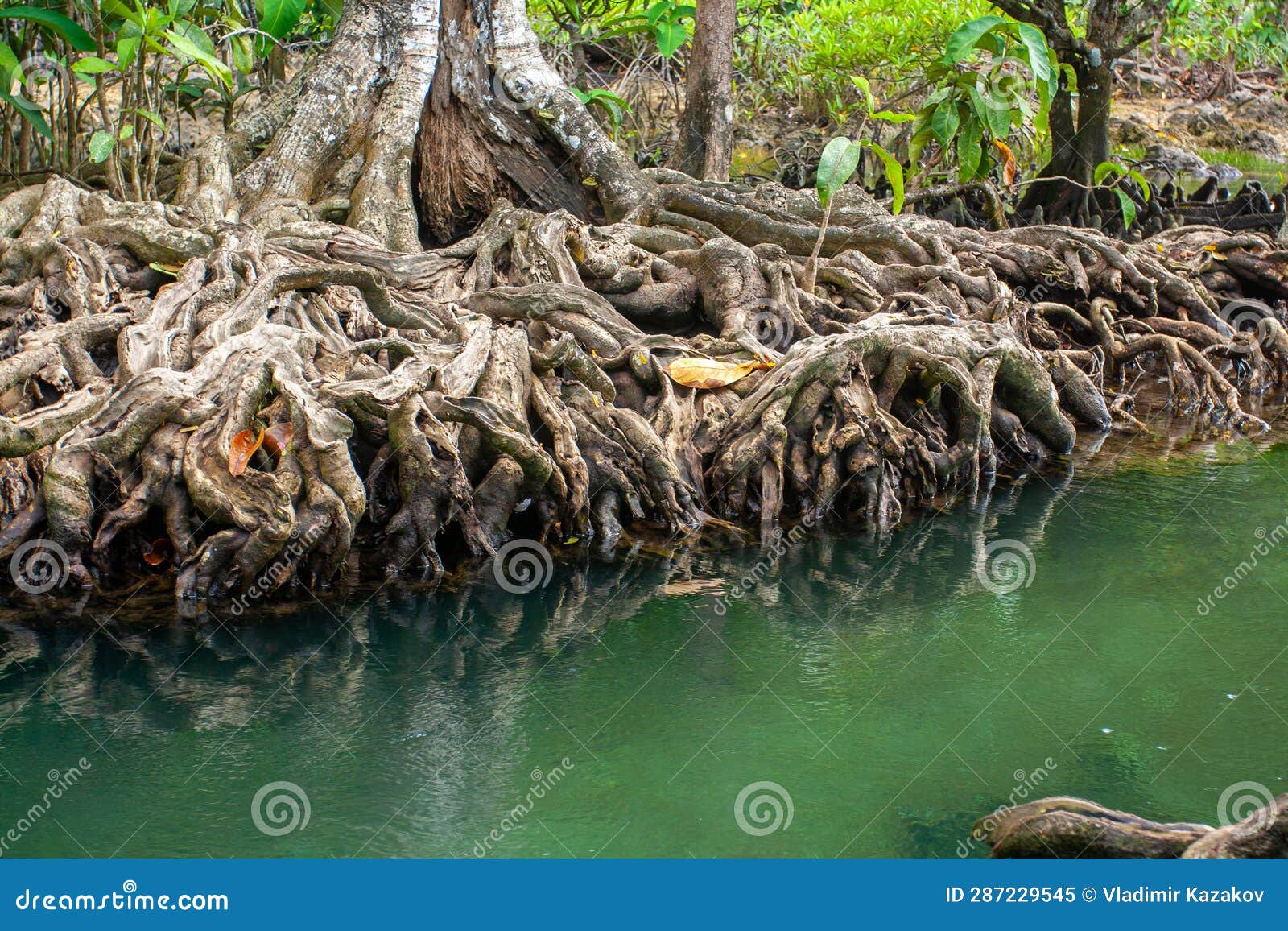 Powerful Root System of Mangrove Trees in Water. Horizontal Stock Image ...