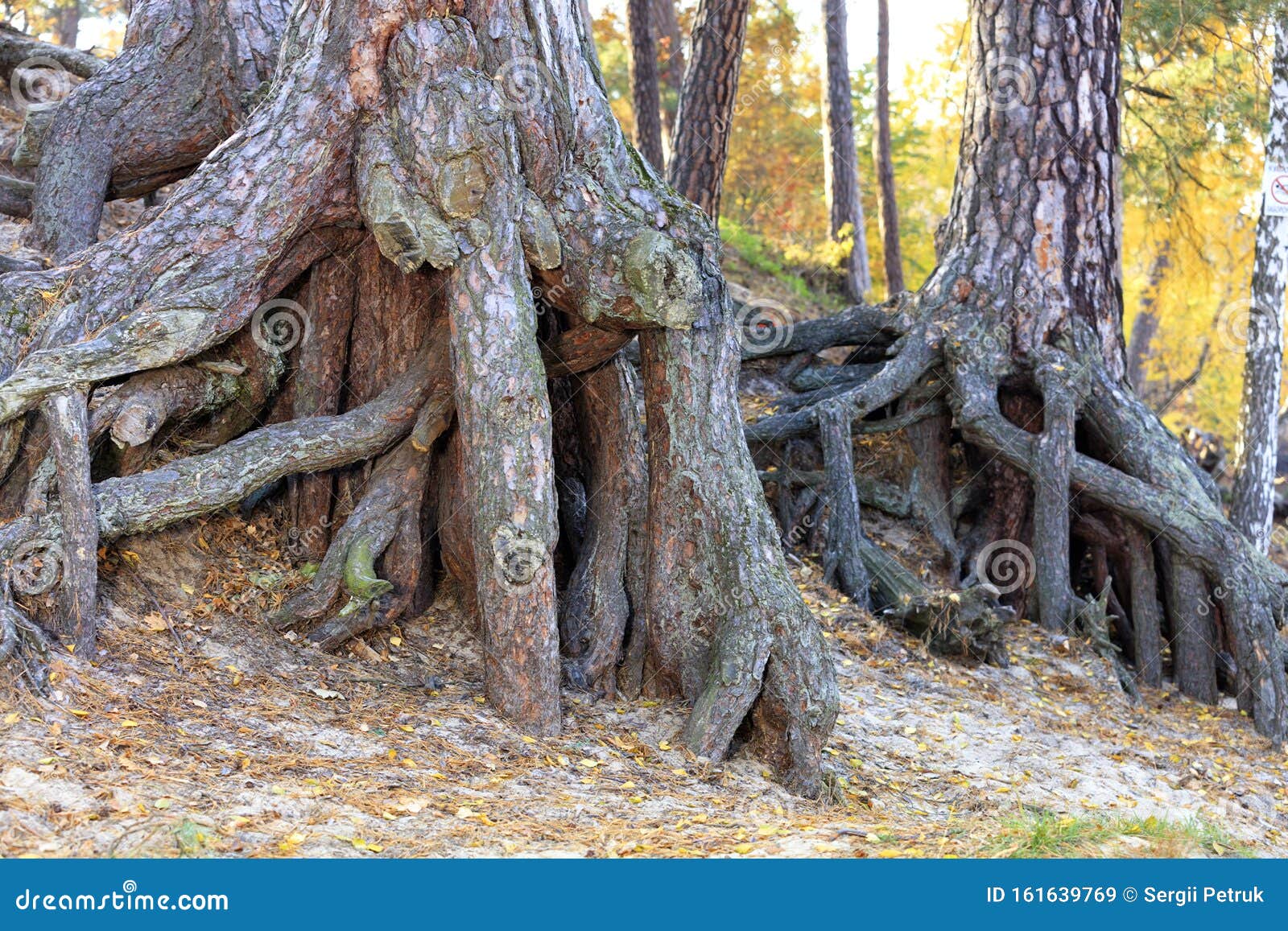 The Texture Of The Roots. Royalty-Free Stock Image | CartoonDealer.com ...