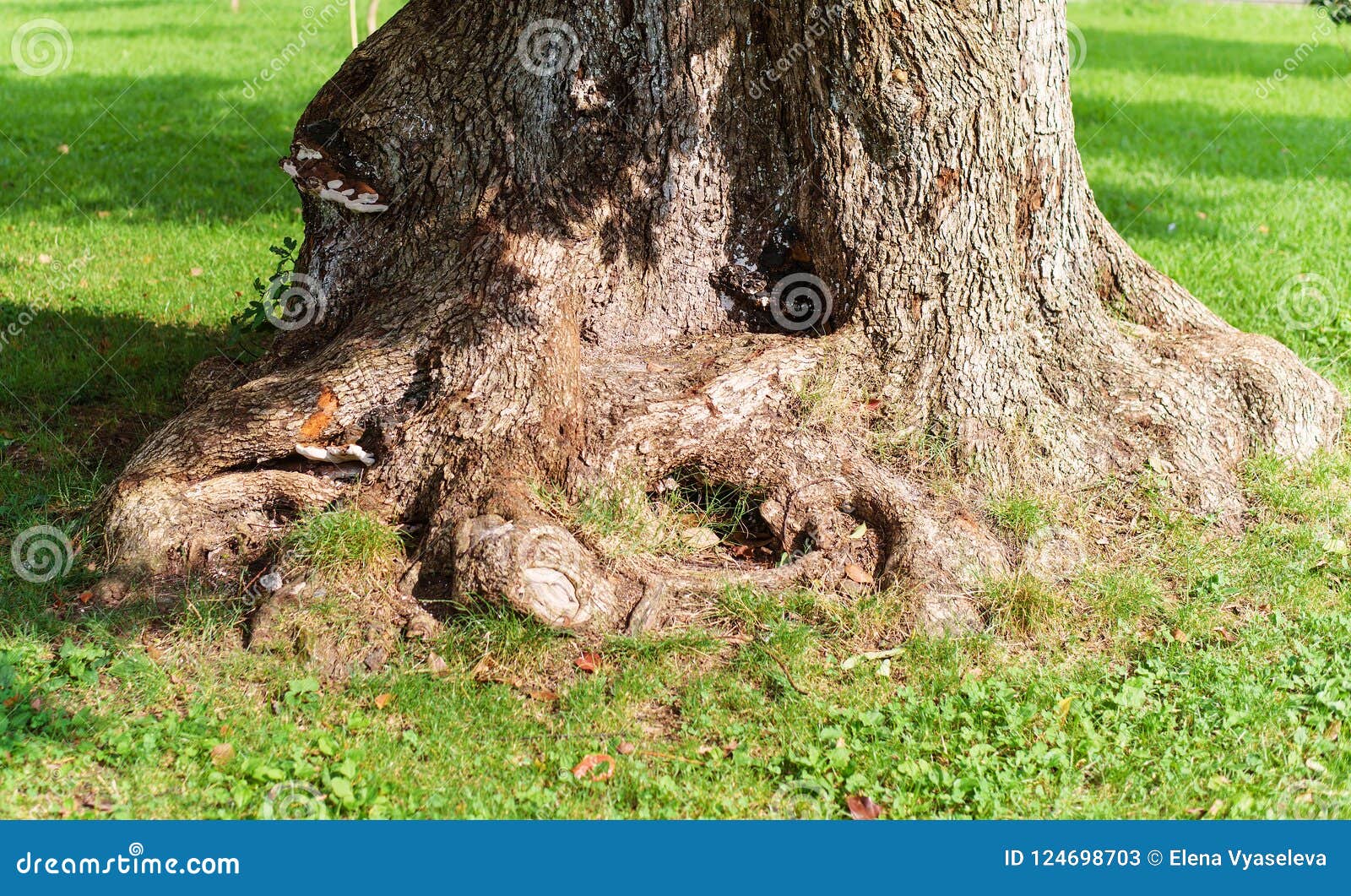 The Powerful Roots of Ancient Tree Rooted Firmly in the Ground Stock ...