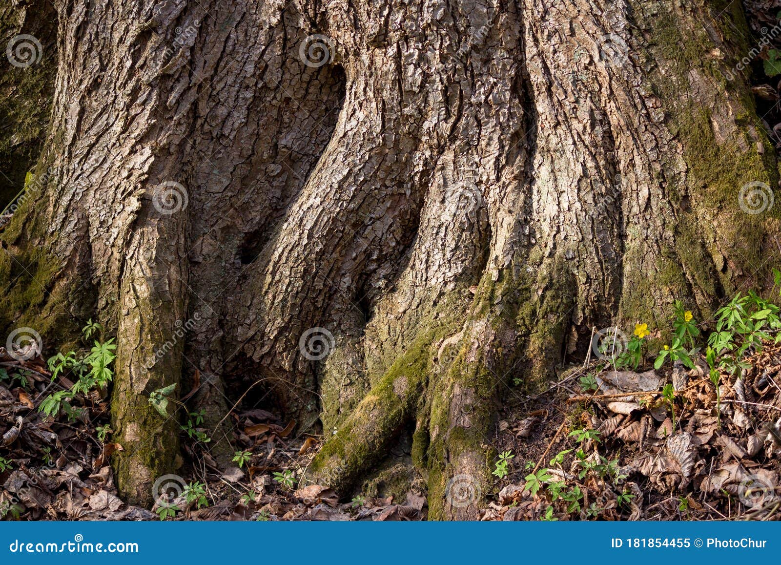 The Powerful Roots of an Old Tree on a Slope Stock Image - Image of ...