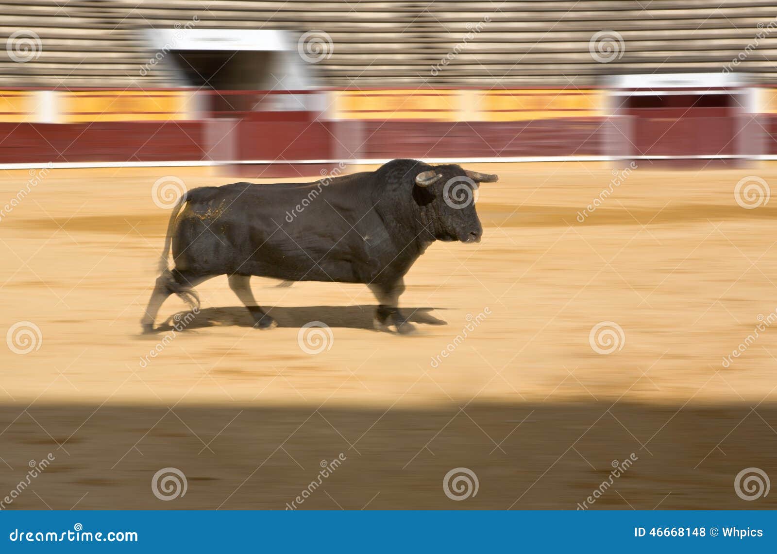 Powerful running bull stock photo. Image of bullfight - 46668148