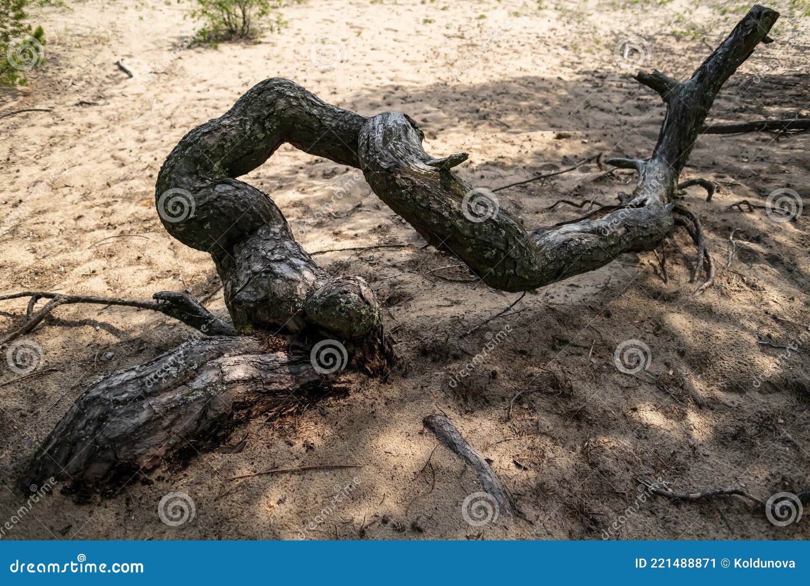 Powerful Sinuous Trunk of Pine, on a Sandy Beach in Summer Sunny Day ...