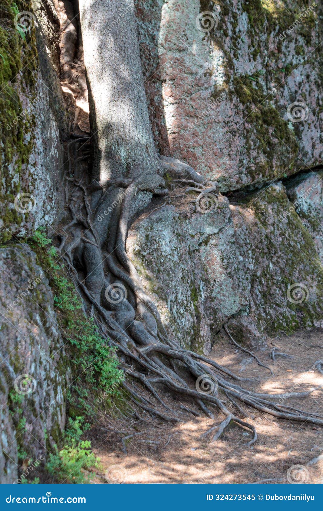 Powerful Spreading Tree Roots from the Ground, Ancient Forest, Northern ...