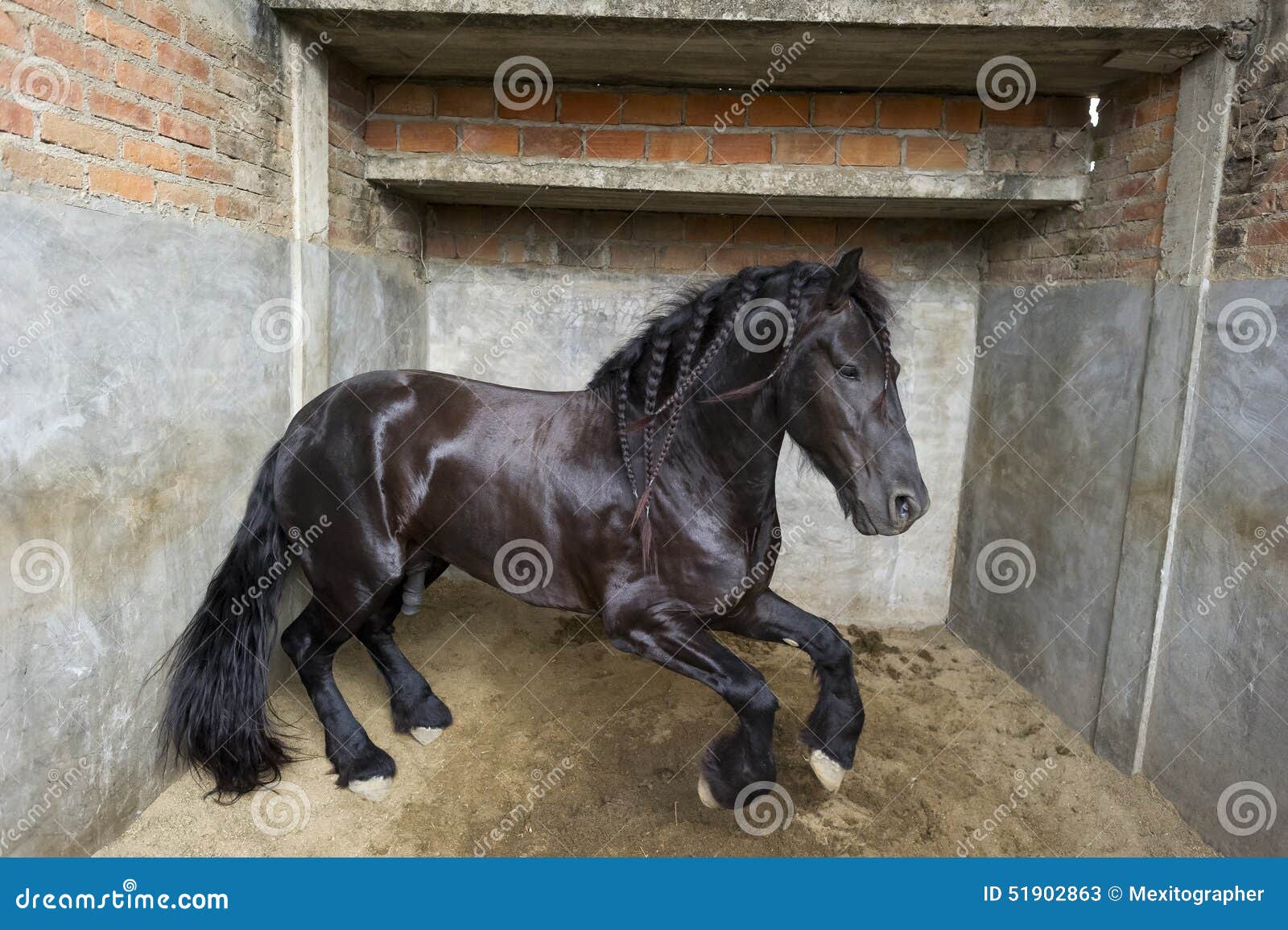 Powerful Stallion horse stock image. Image of pony, legs - 51902863