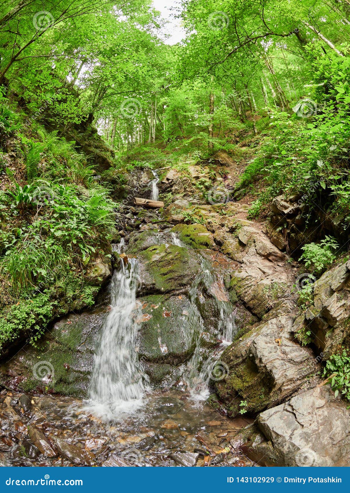 Powerful Stream in Summer Forest. Waterfall in the Forest Stock Image ...