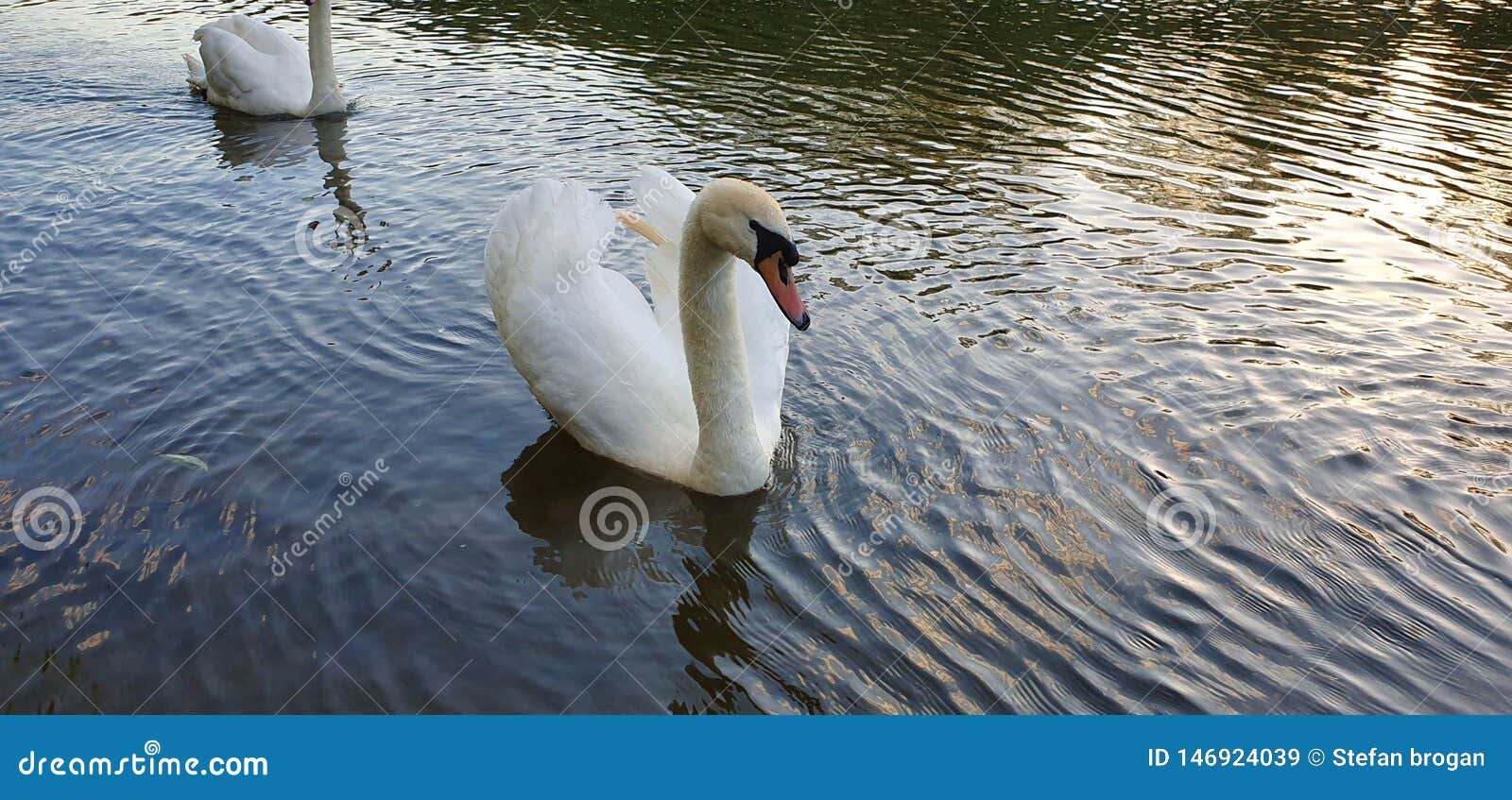 Powerful swan stock image. Image of elegant, powerful - 146924039
