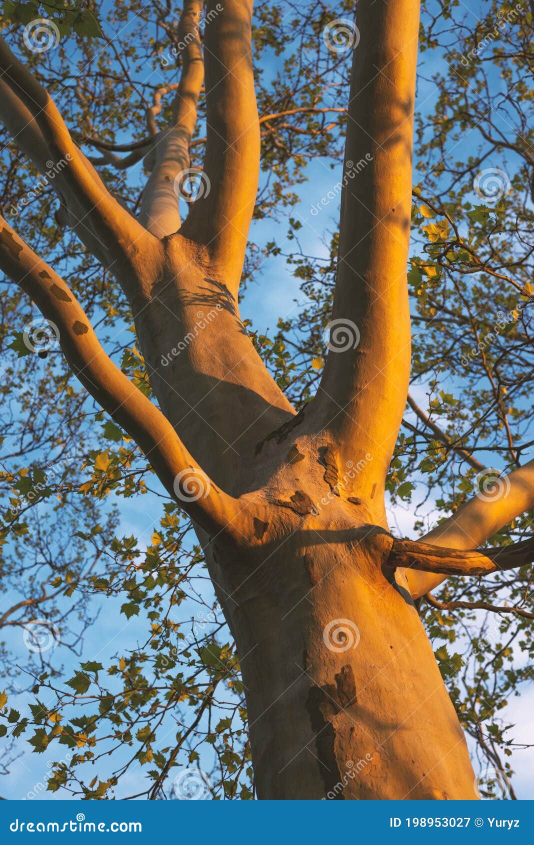 Powerful tree by evening stock image. Image of foliage - 198953027