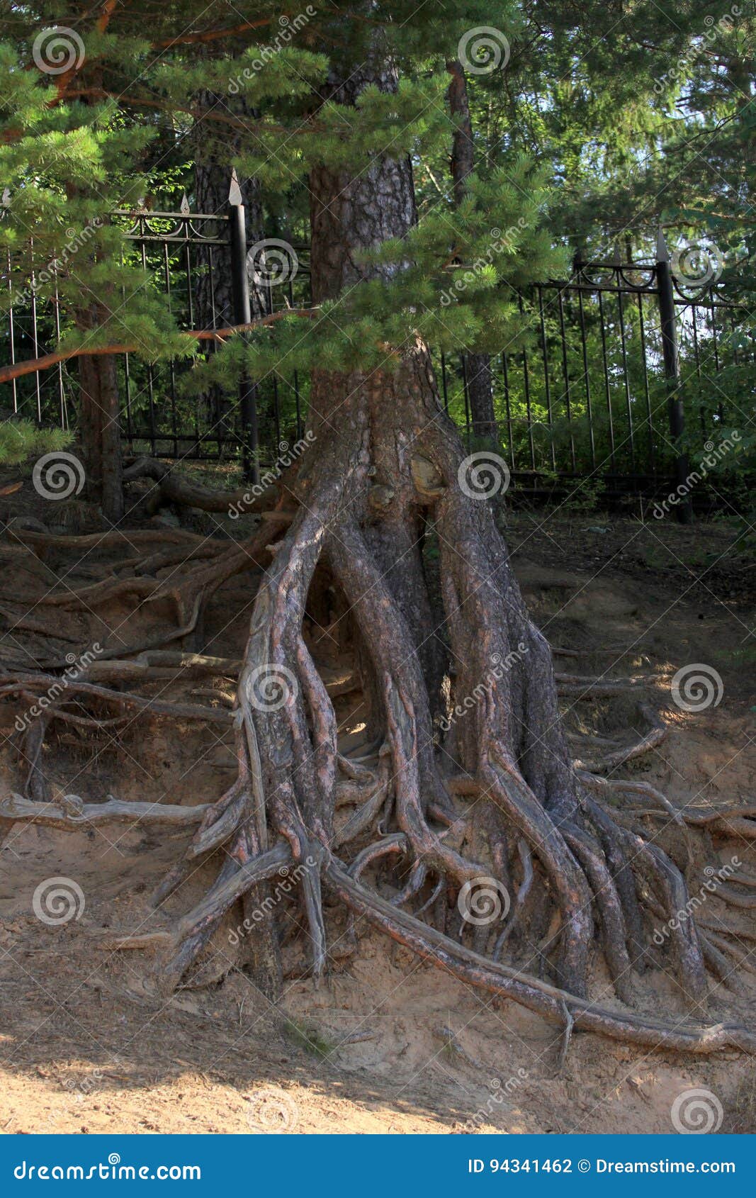 Powerful tree roots stock photo. Image of silence, magnificent - 94341462