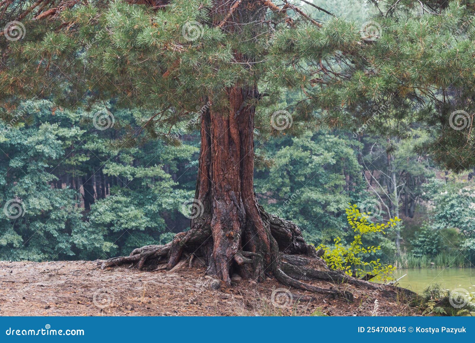 Powerful Tree Stands on the Shore of the Lake Stock Image - Image of ...
