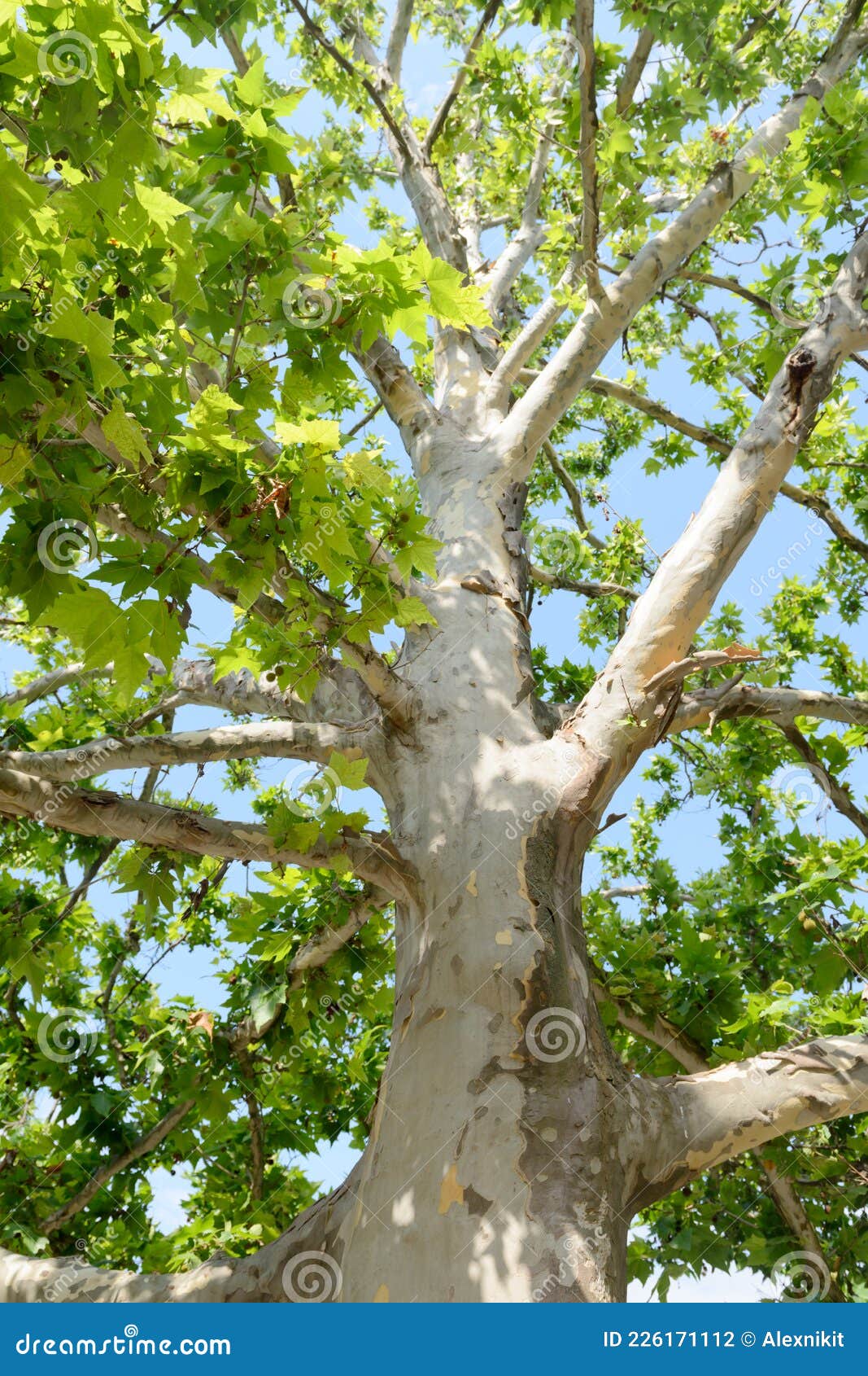 Powerful Trunk of a Plane Tree with Branches and Green Leaves. Bottom ...