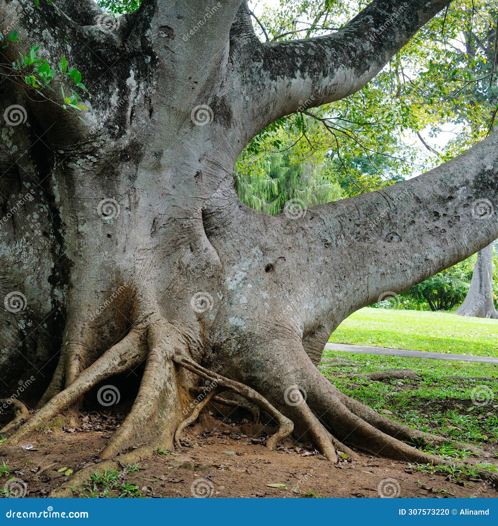 Trunk With Roots Of Large Mangrove Tree In Lekki Conservation Center ...