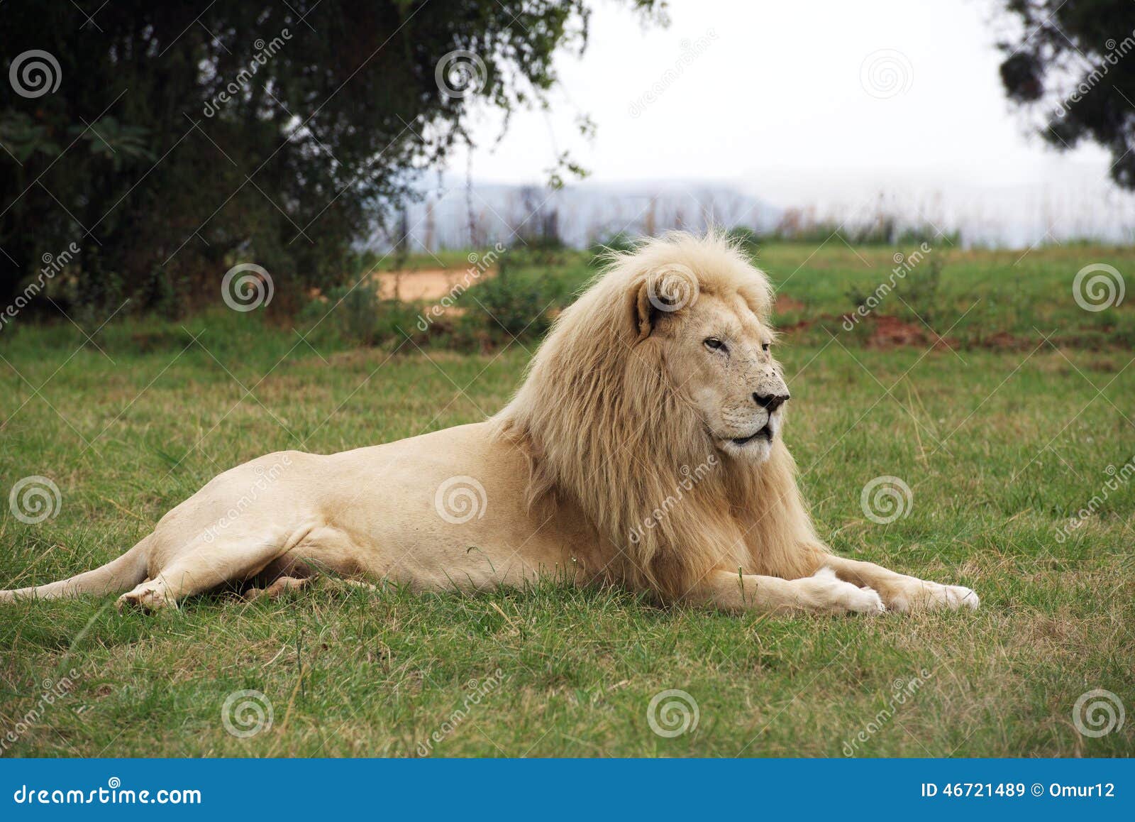 Powerful white lion stock image. Image of mammal, white - 46721489
