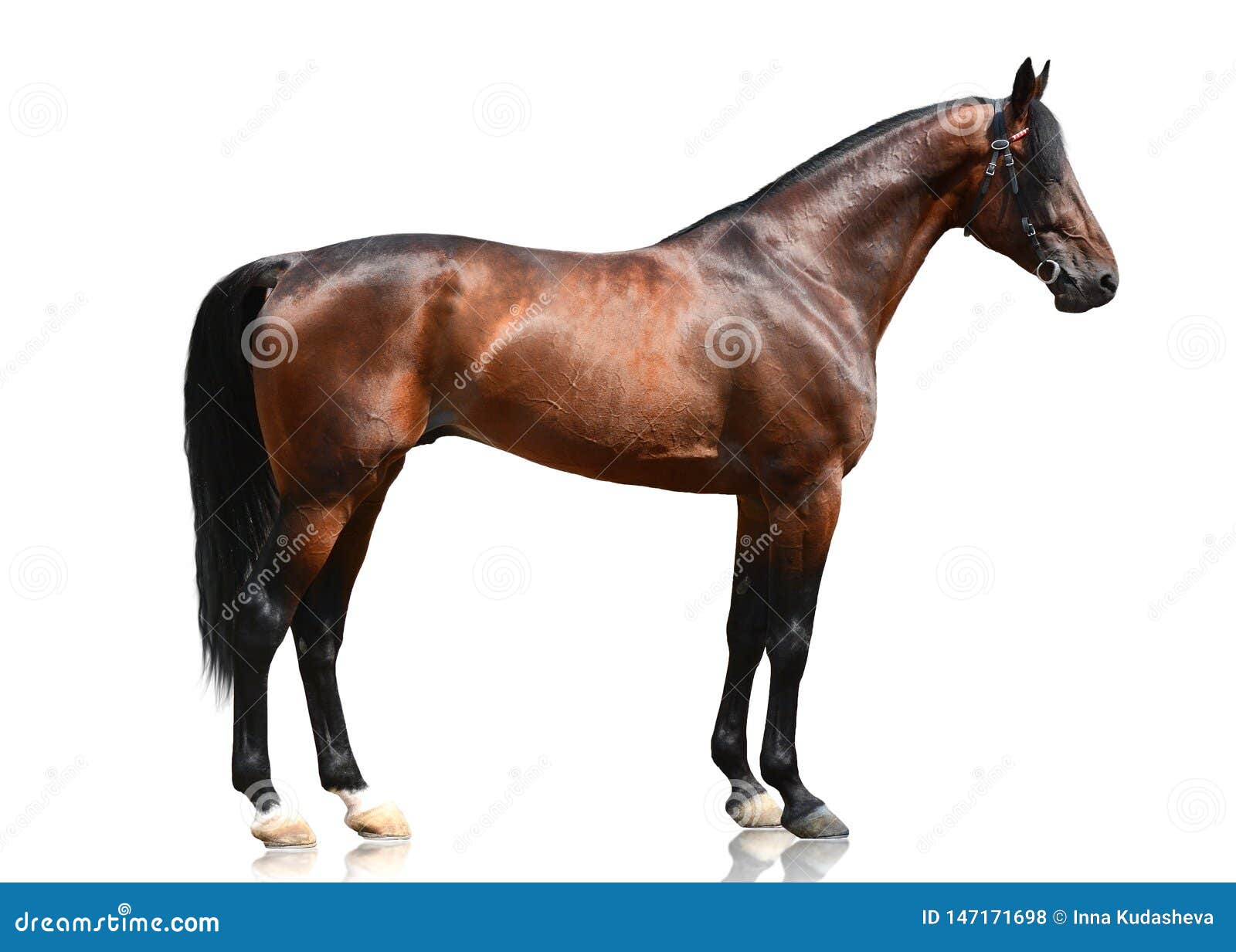Thoroughbred Stallion Horse Stock Image | CartoonDealer.com #15089365