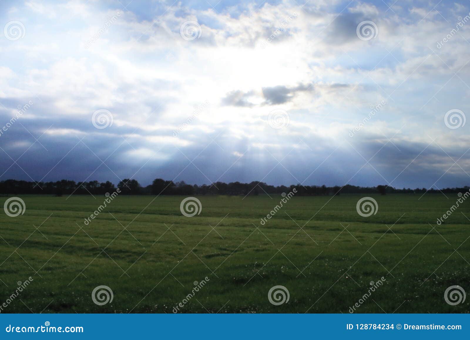 Powerfull Sunlight on the Field Stock Photo - Image of leaf, sunlight ...