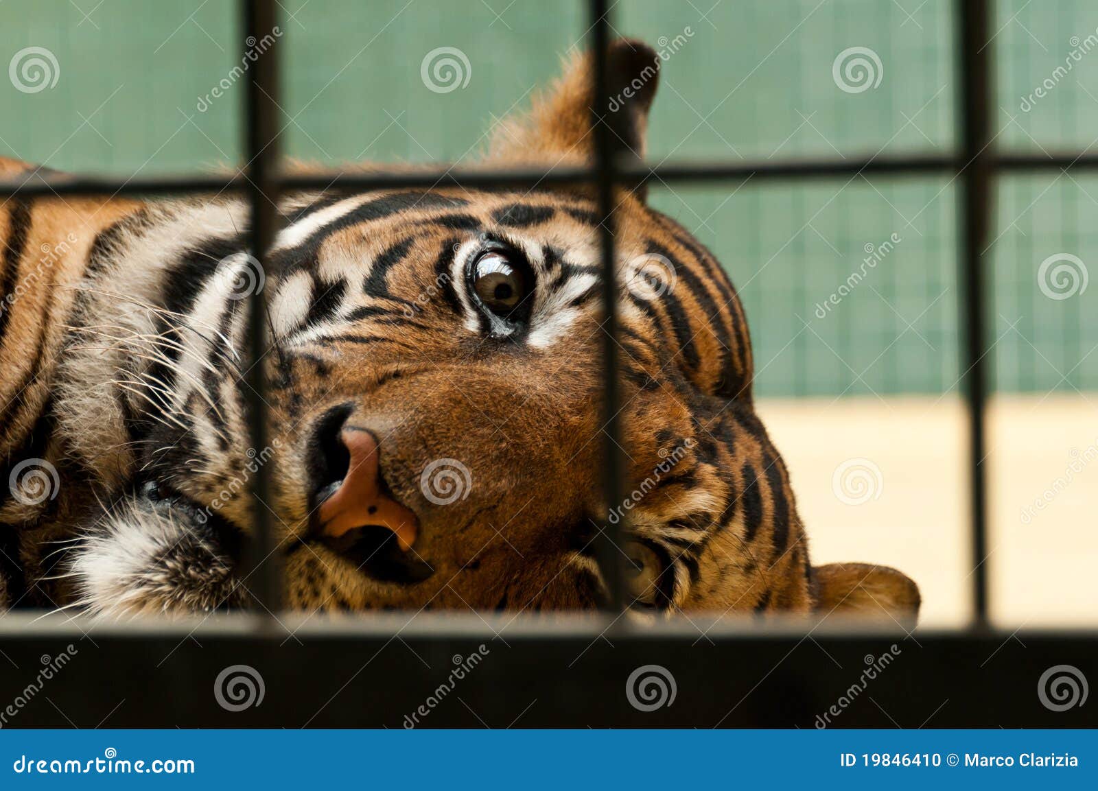 Sad Tiger