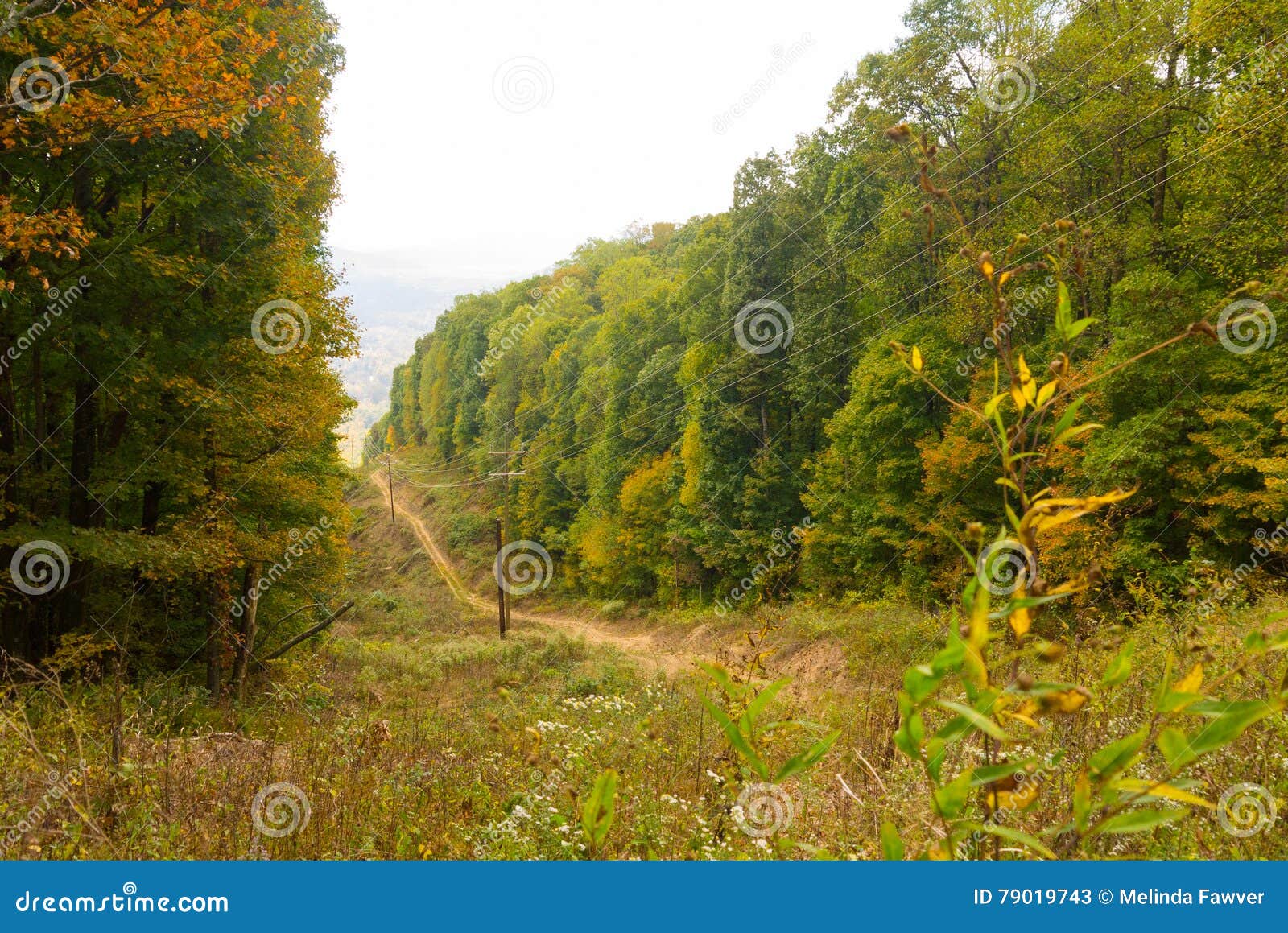 Powerline Cut stock image. Image of brush, road, county - 79019743