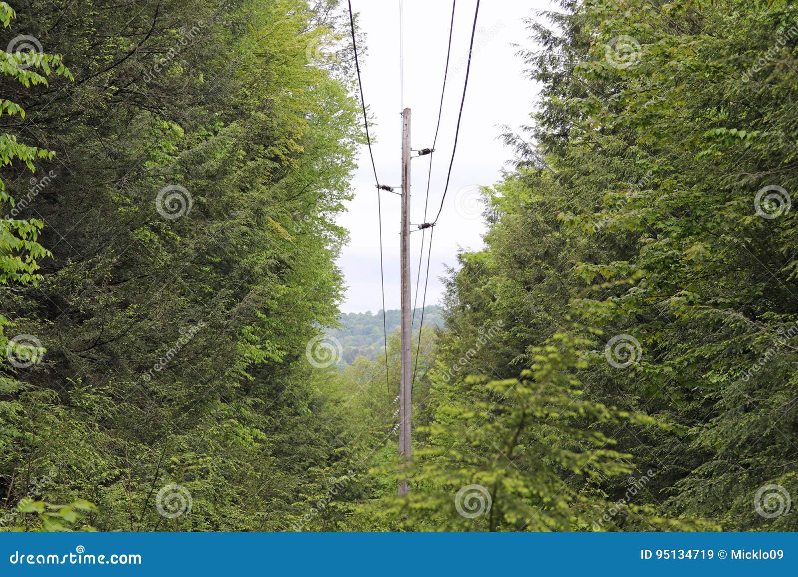 Powerline through the Trees Stock Image - Image of leaves, trees: 95134719