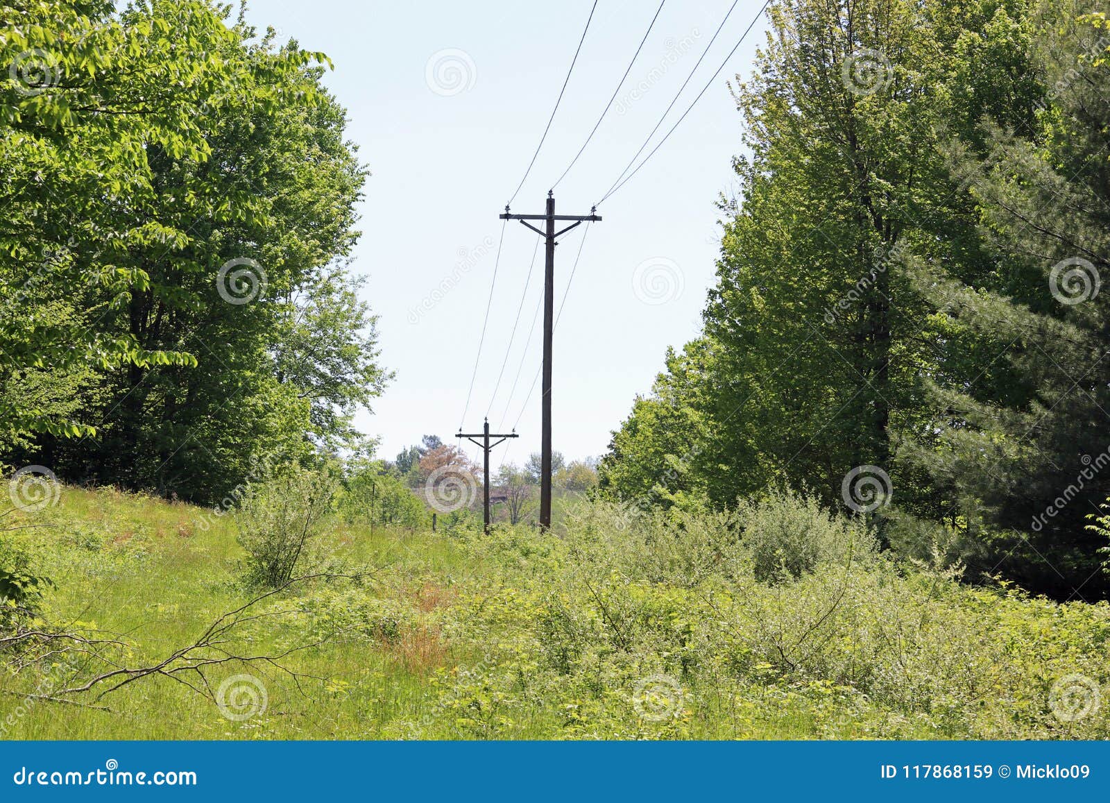 Powerline through the Trees Stock Image - Image of green, powerline ...