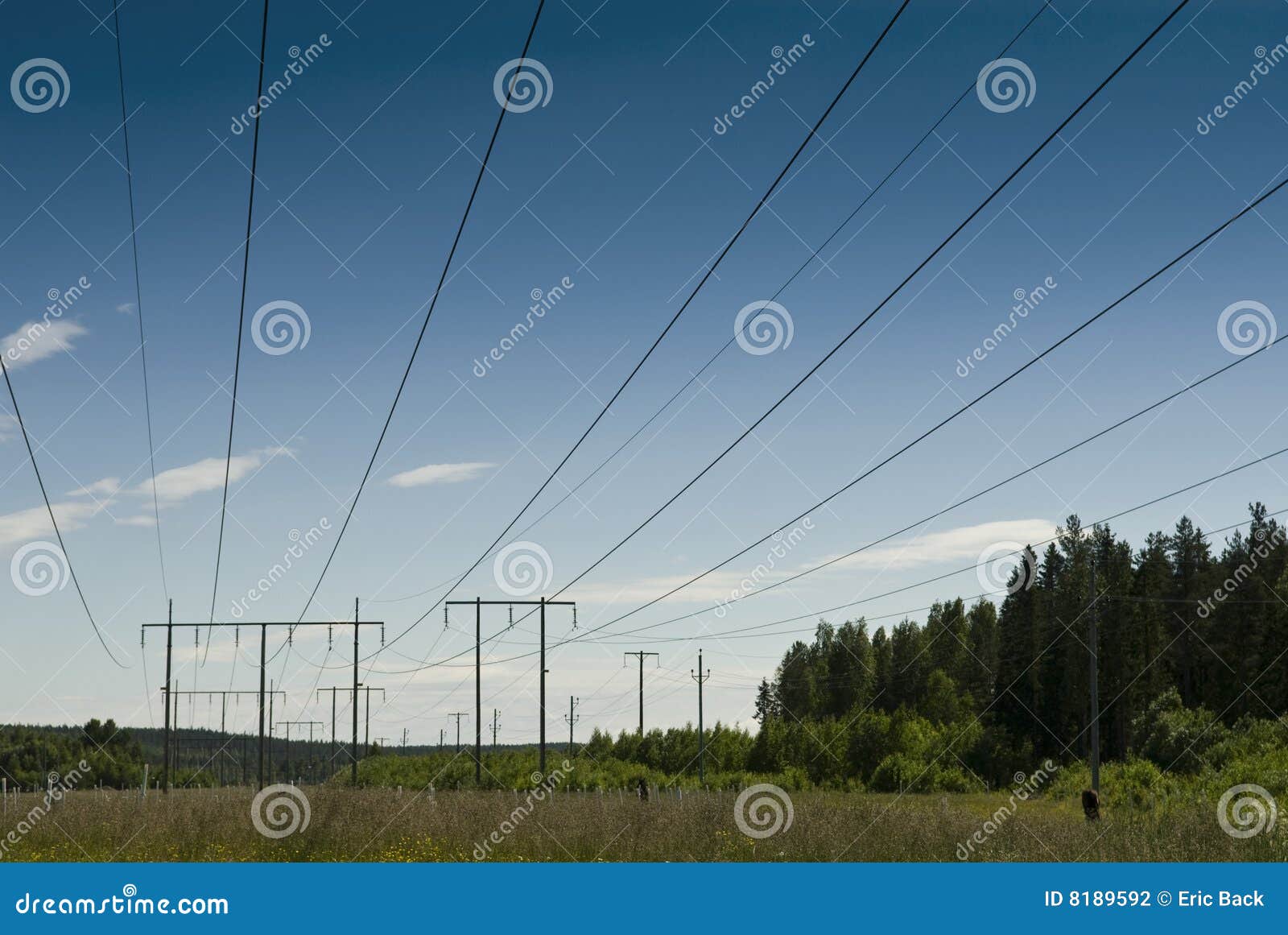 Powerline in the wood stock photo. Image of field, voltage - 8189592