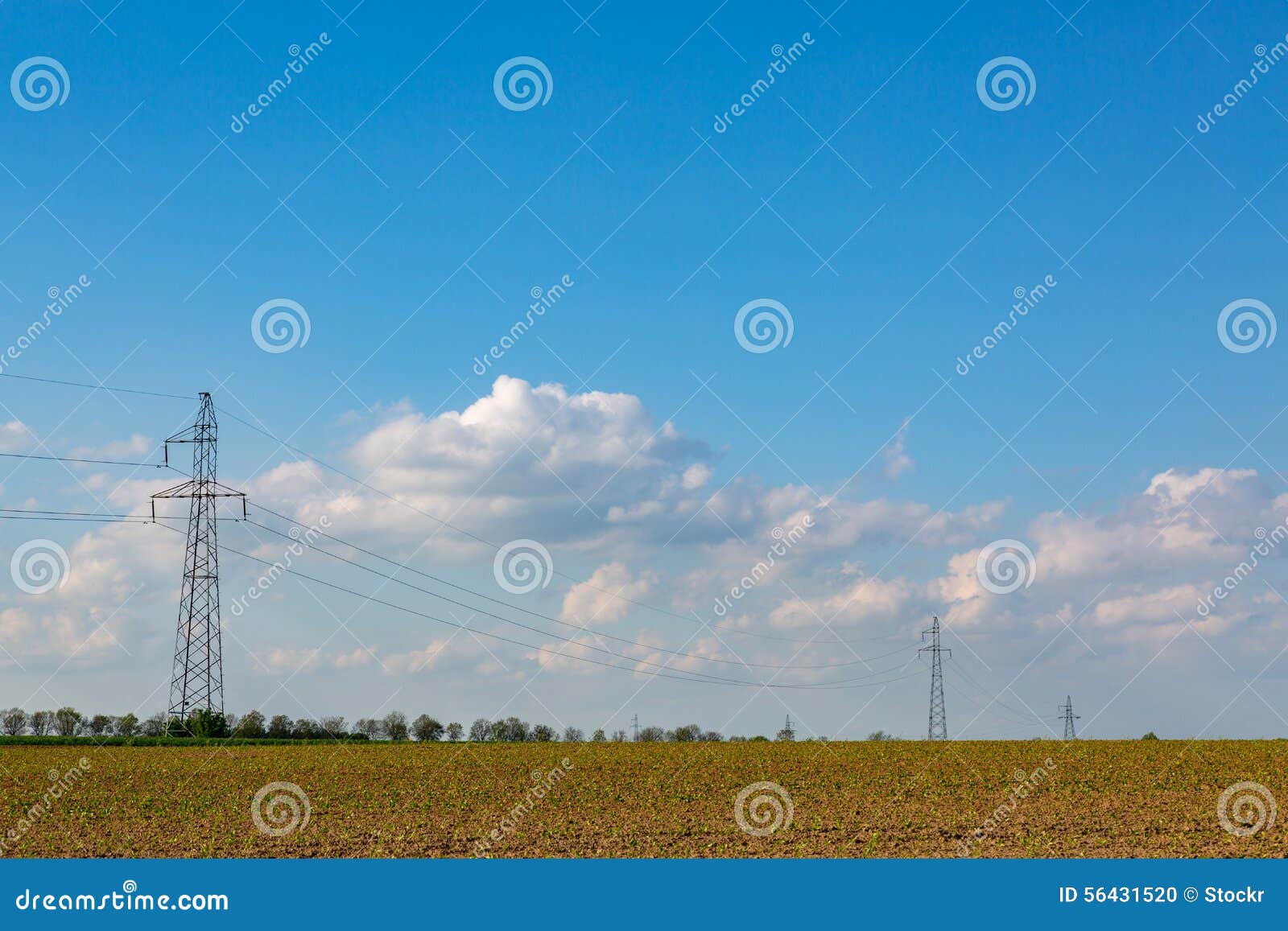 Powerlines on corn field stock photo. Image of agriculture - 56431520