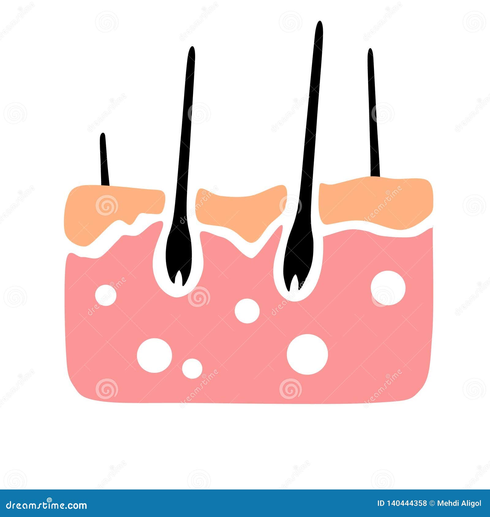 Simple Human Skin Anatomy Design in a Flat Style Stock Illustration ...