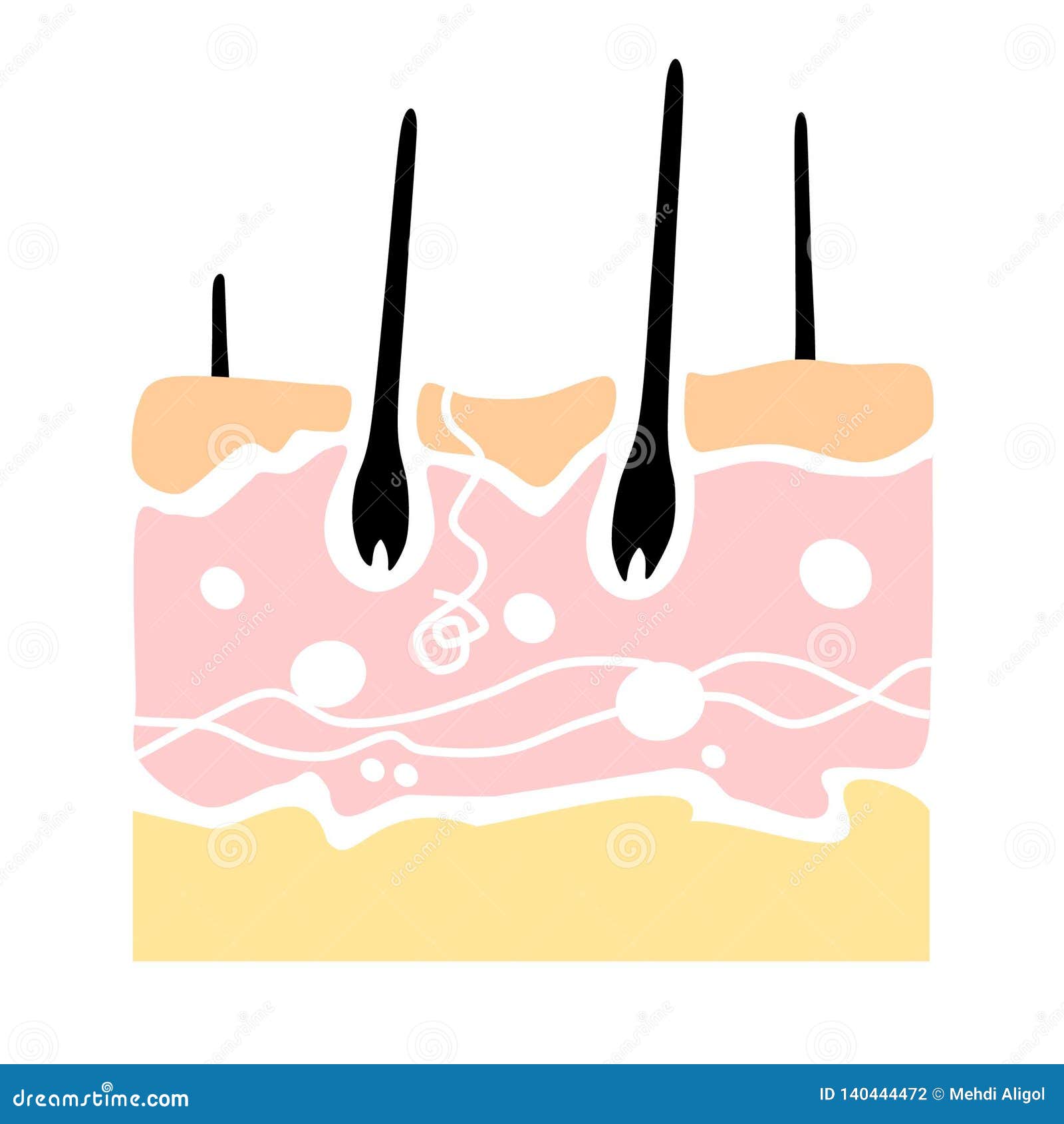 Simple Human Skin Layeres Design in a Flat Style Stock Illustration ...