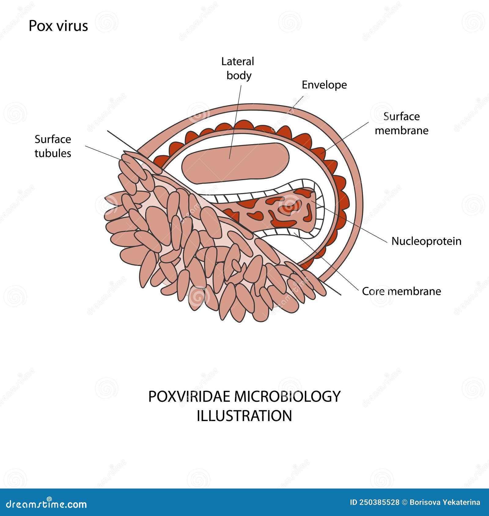 Pox Virus Microbiological Structure Illustration. New 2022 Monkey Pox ...