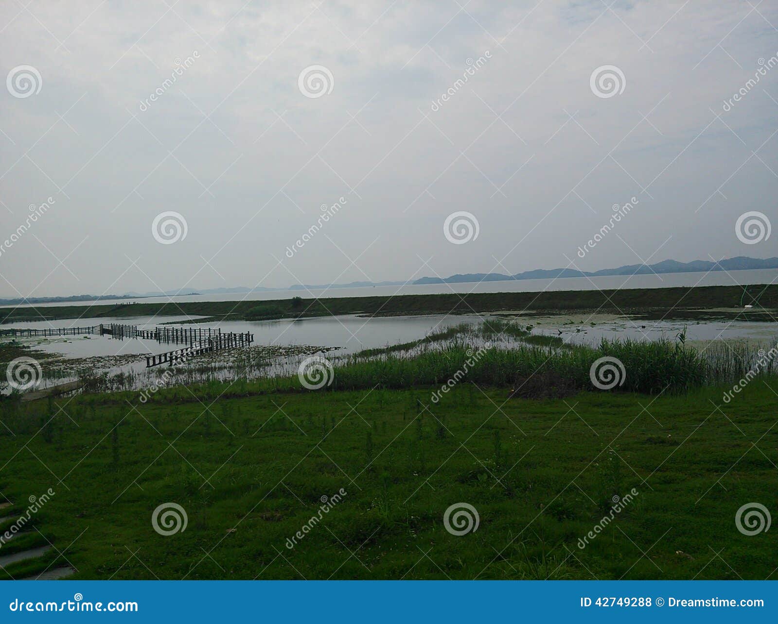 The poyang lake stock photo. Image of water, lake, grass - 42749288