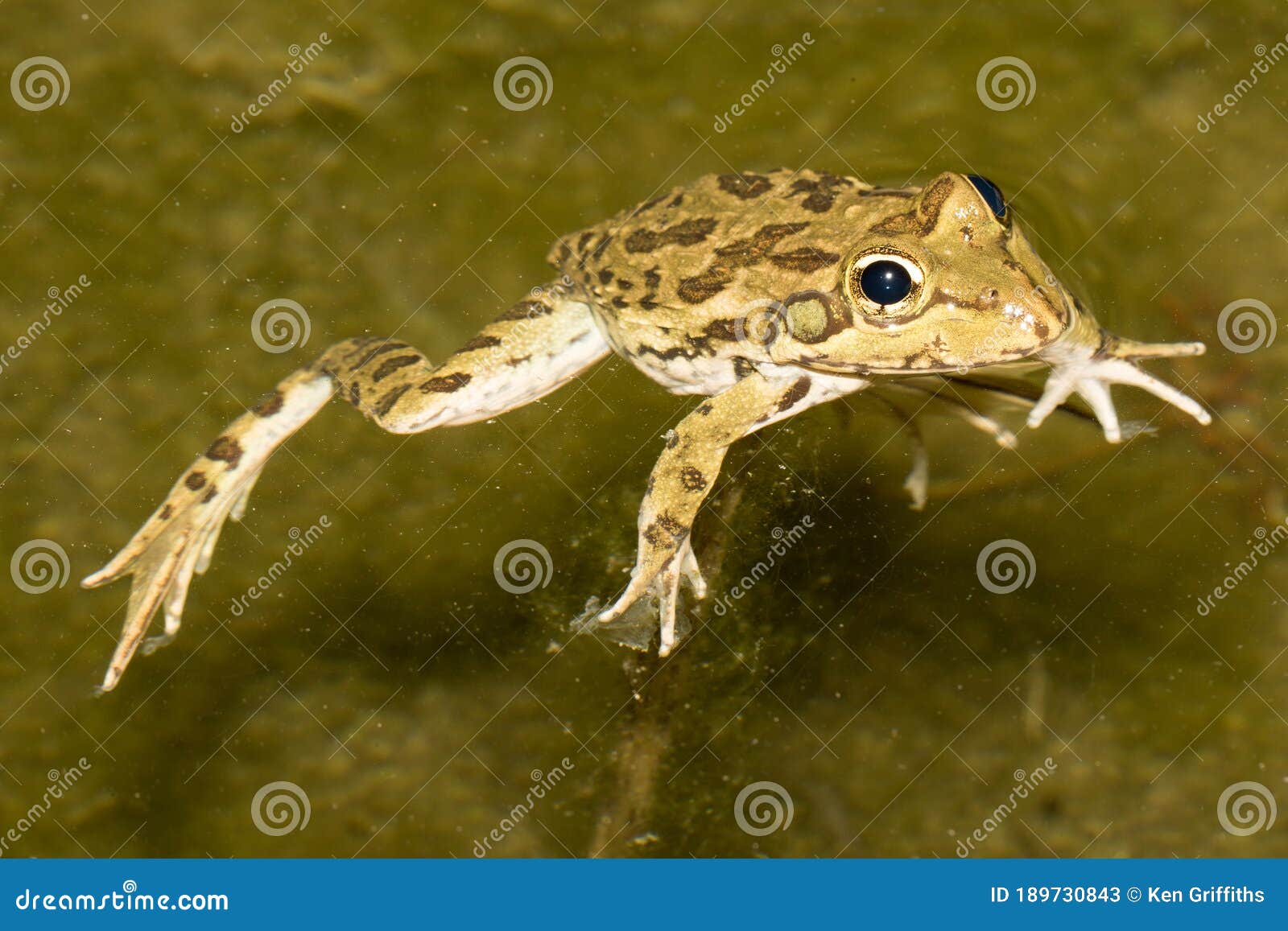 Poynton`s River Frog stock image. Image of poyntons - 189730843