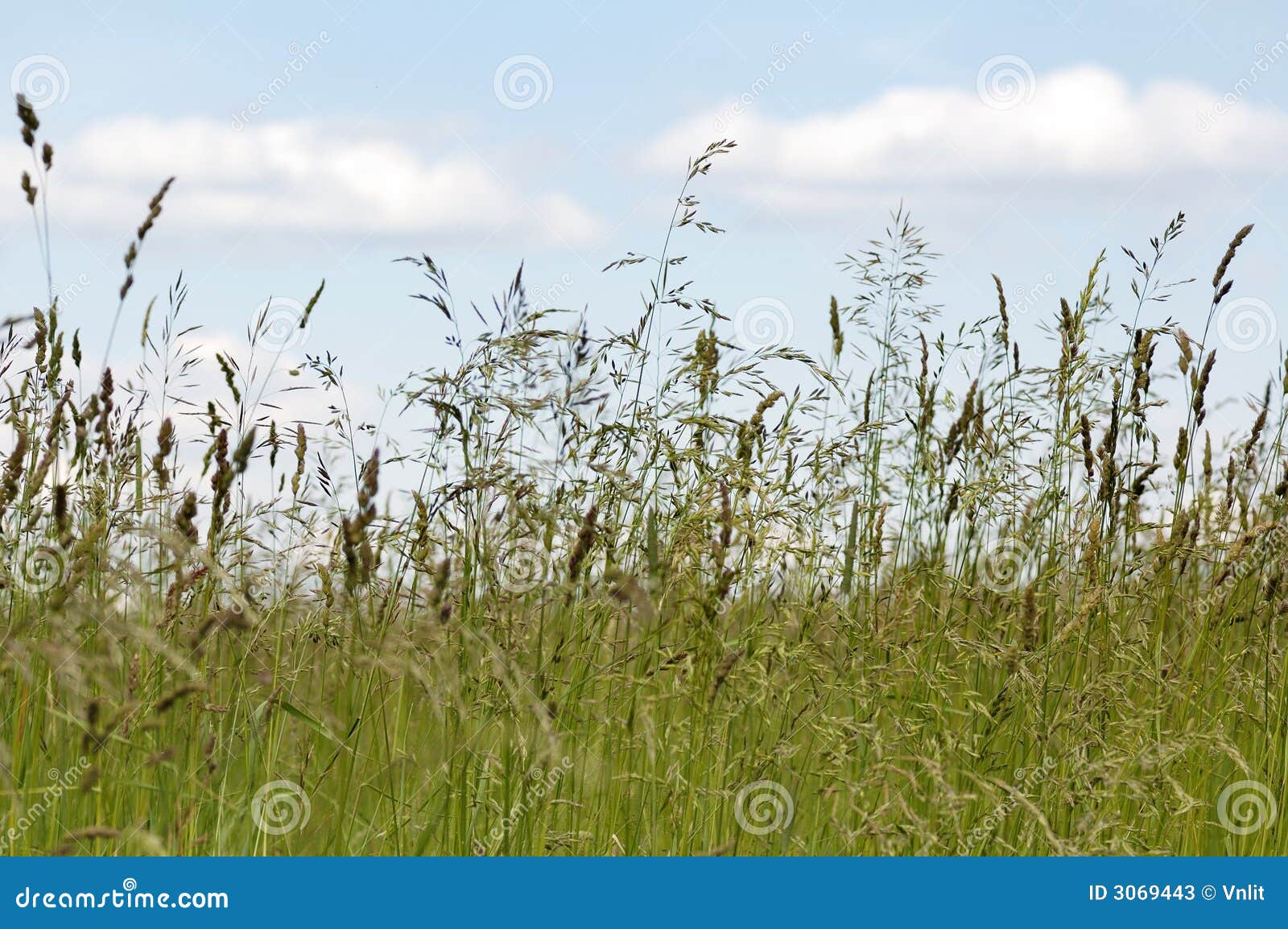 Pré image stock. Image du liberté, jour, horizon, pâturage - 3069443