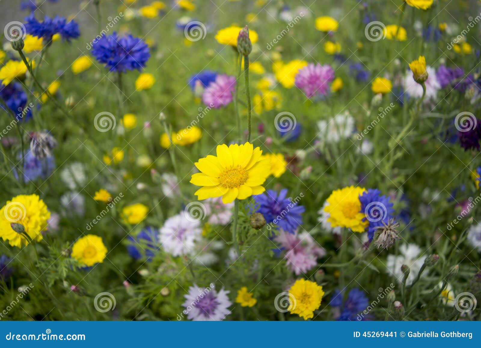 Pré fleuri image stock. Image du centrale, été, pétale - 45269441