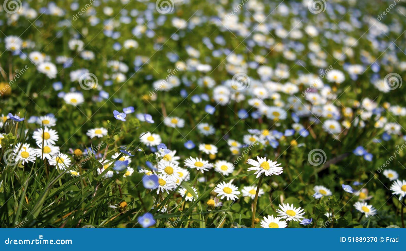 Pré fleuri photo stock. Image of fleurs, ressort, pré - 51889370