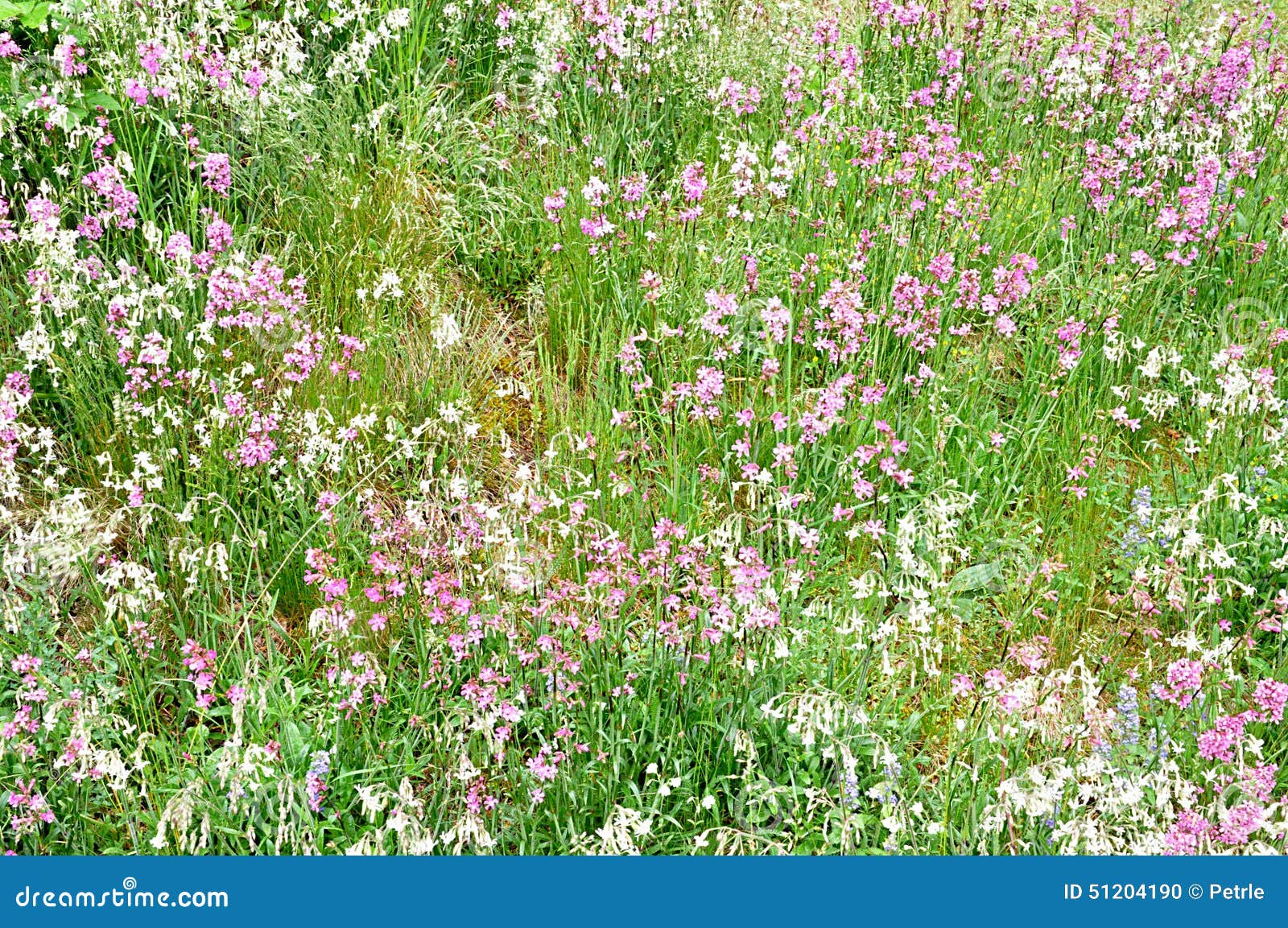 Prés fleuris photo stock. Image du romantique, fleuri - 51204190