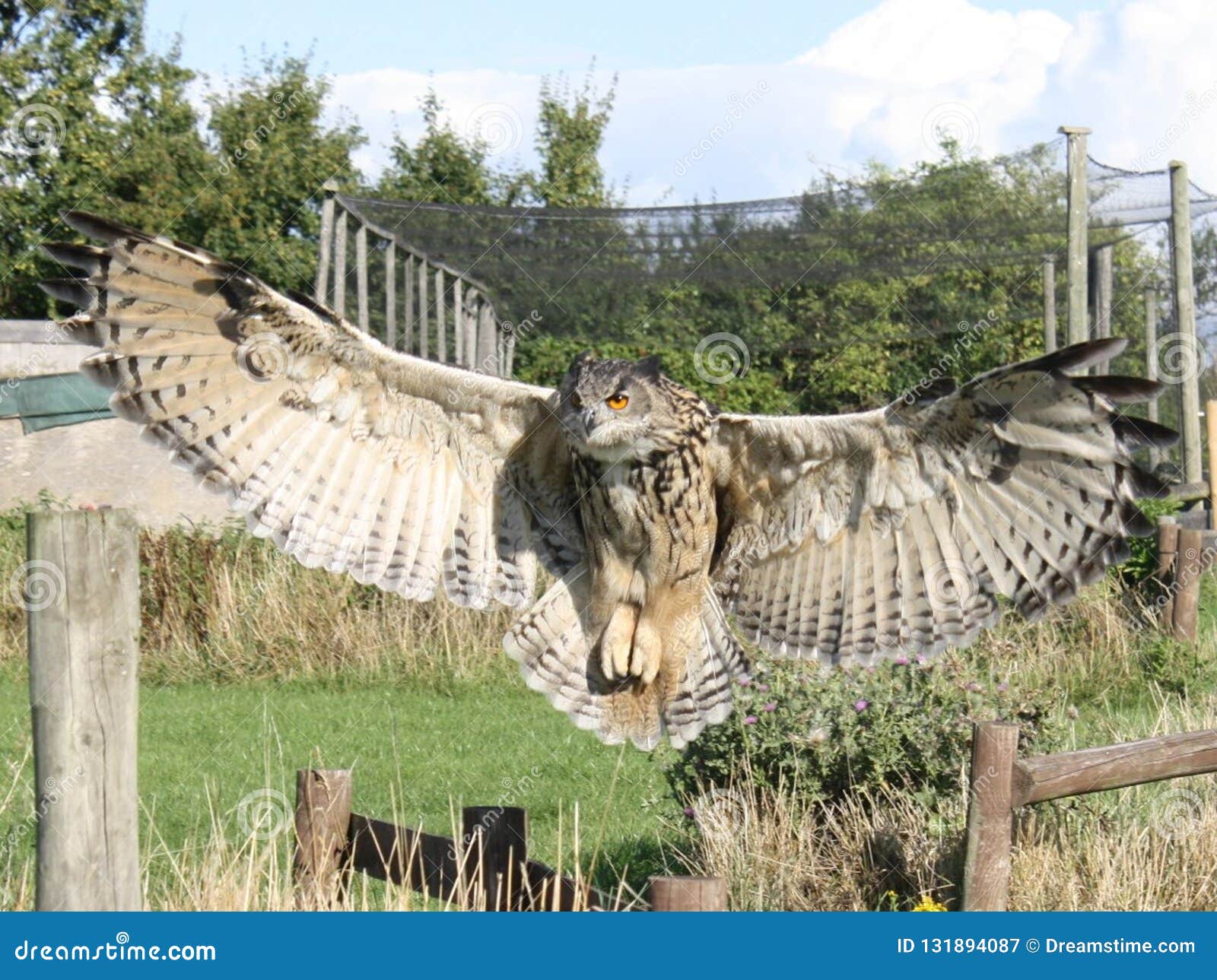 Prachtige Eagle-uitgespreide Uil Landende Vleugels Stock Afbeelding - Image of stel, adelaar ...