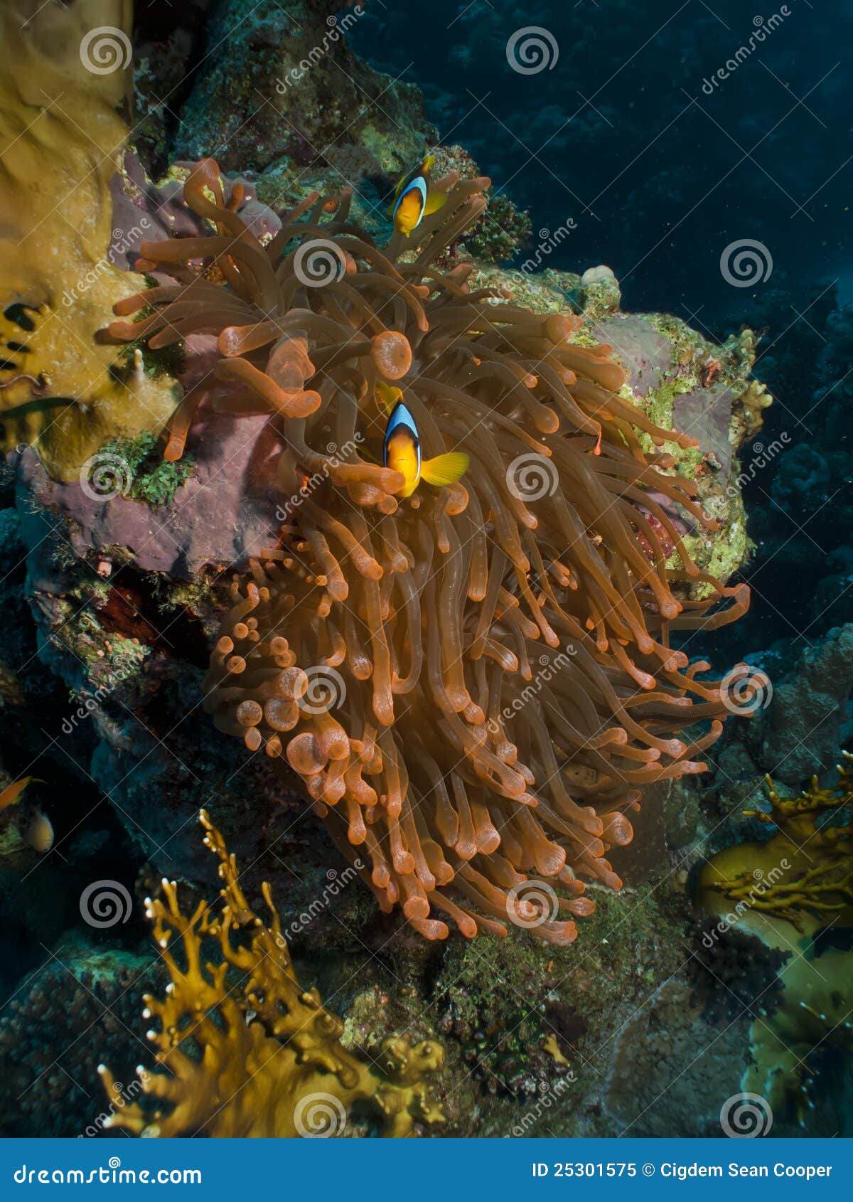 Prachtige Rode Anemoon Met Anemonefish Stock Afbeelding - Image of dier ...
