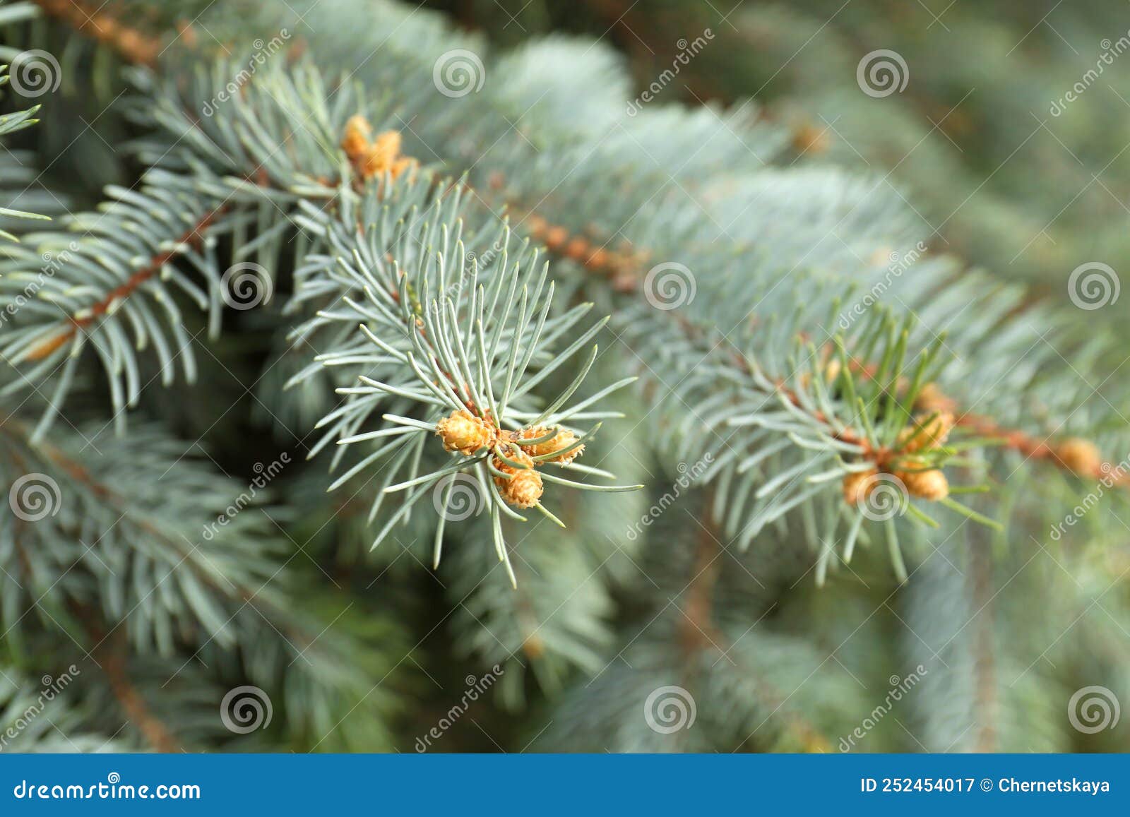 Prachtige Takken Van Naaldbomen Stock Afbeelding - Image of kerstmis ...