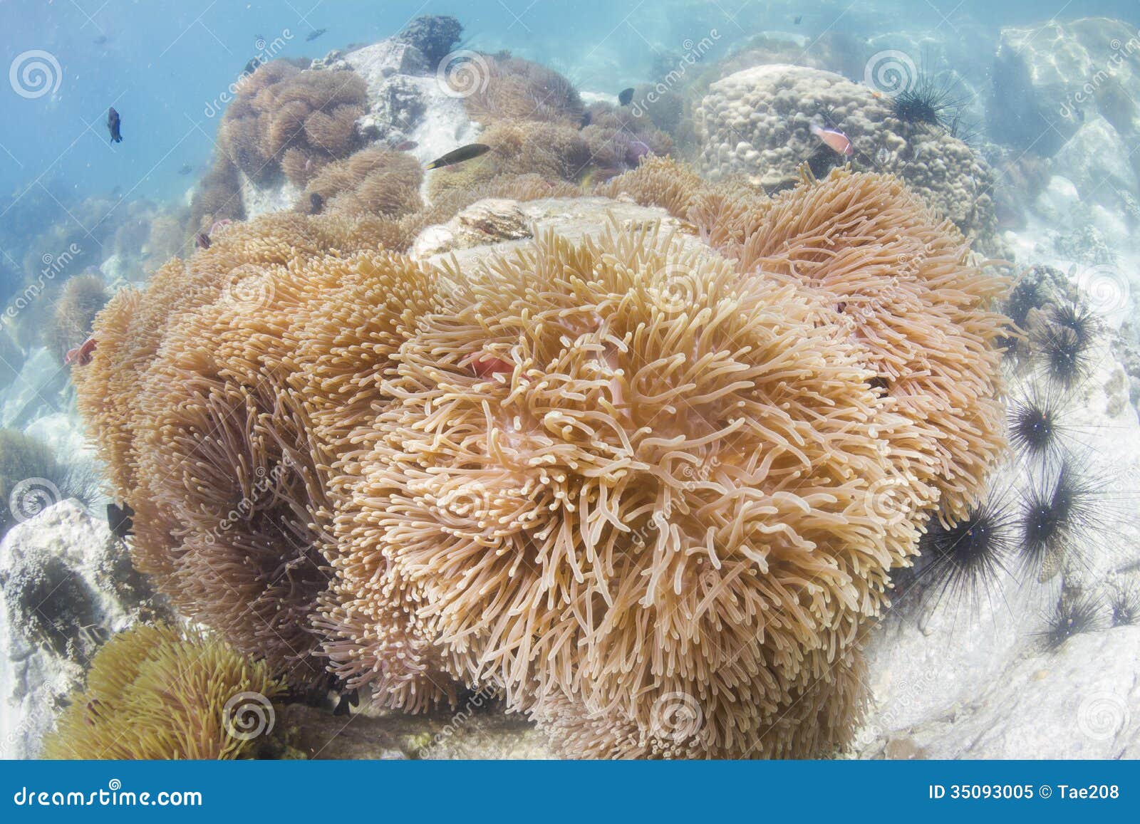 Prachtige Zeeanemoon (Heteractis Magnifica) in Thailand Stock ...