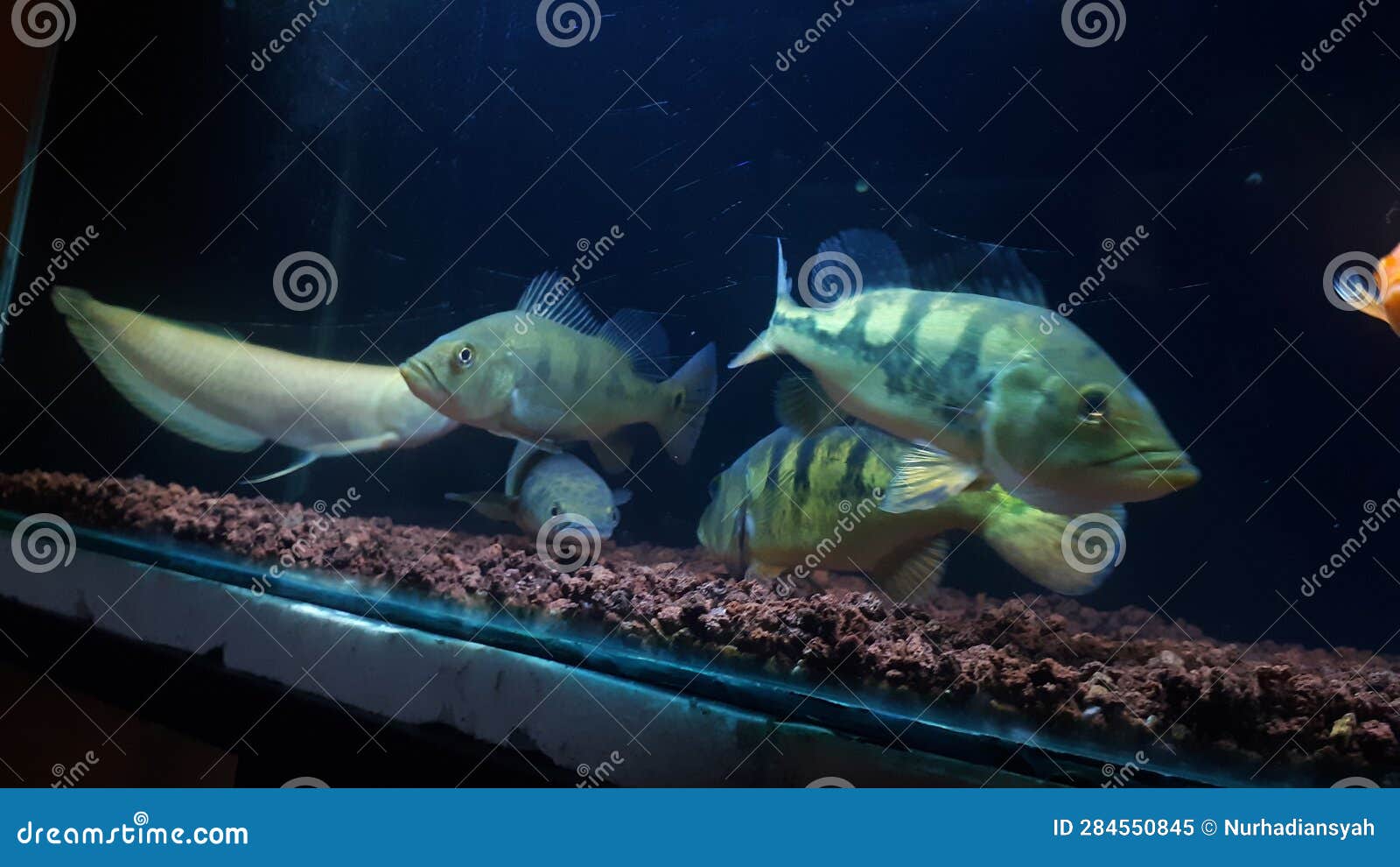The Prackok Bass Fish in the Aquarium Stock Image - Image of quarium ...